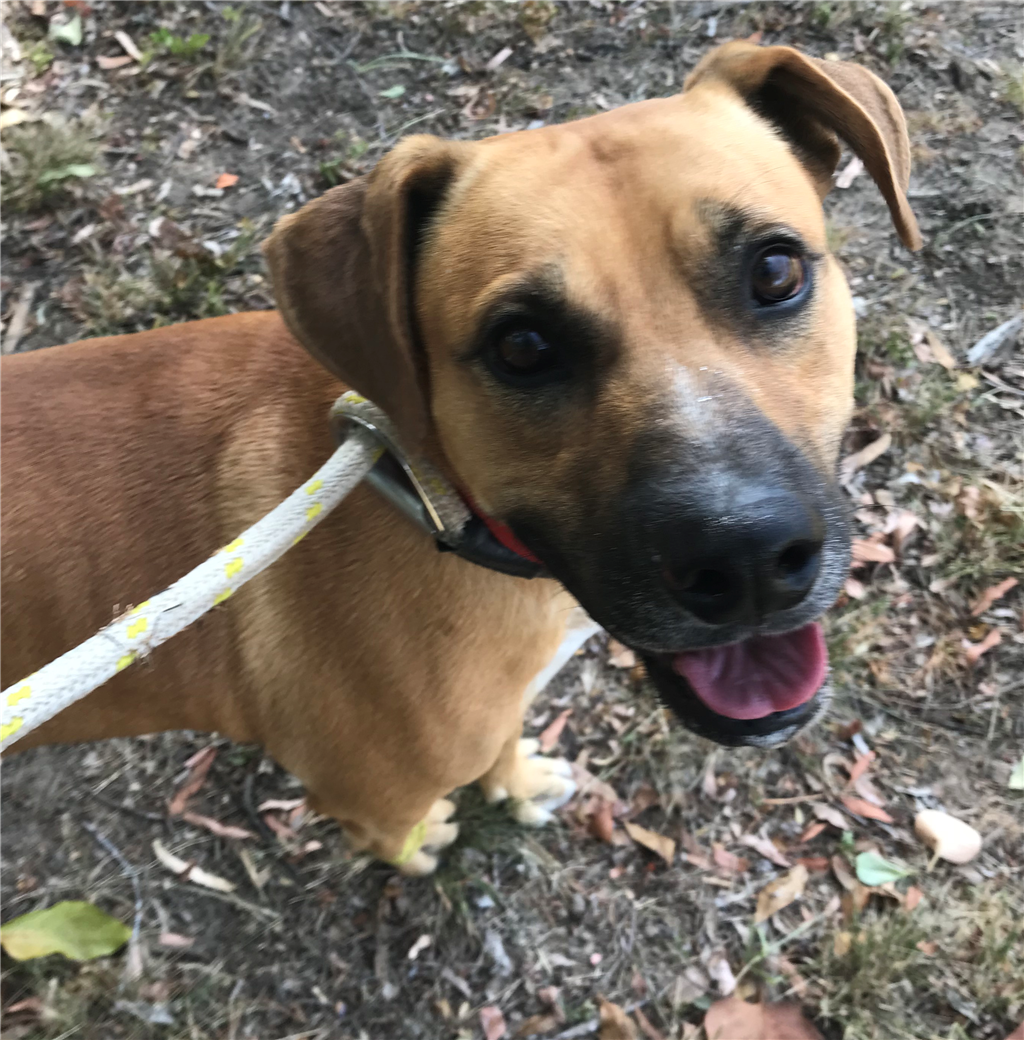 Beuler - Large Male Rhodesian Ridgeback x English Staffordshire Bull ...