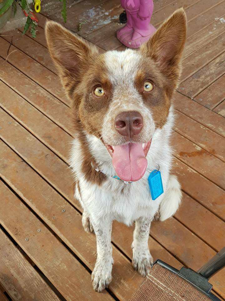 Chilli **Adopted** - Medium Female Koolie Dog in SA - PetRescue