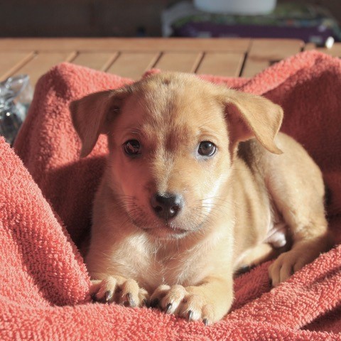 Iggy D3761 - Medium Male Mixed Breed Dog in WA - PetRescue