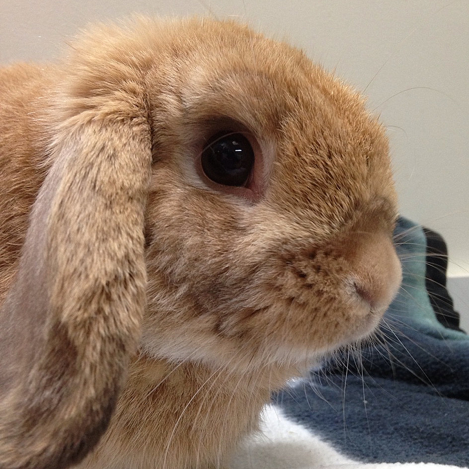 Brad - Male English Lop Rabbit in VIC - PetRescue