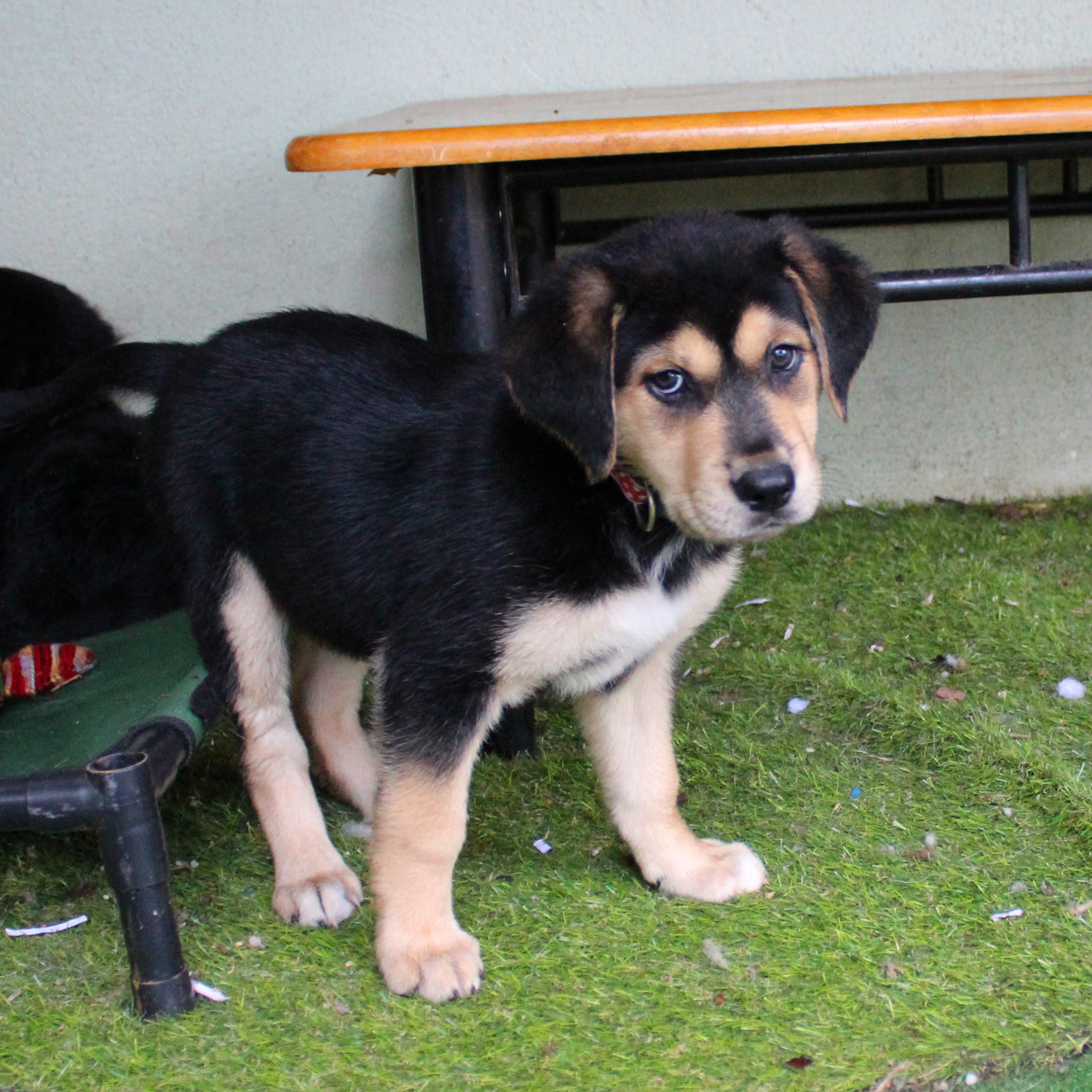 Luna - Medium Female Labrador x Maremma Sheepdog Dog in VIC - PetRescue