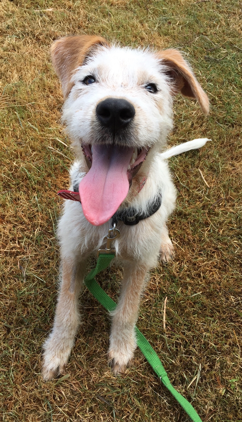 Teddy - Medium Male North Queensland Bullhound Mix Dog in QLD - PetRescue
