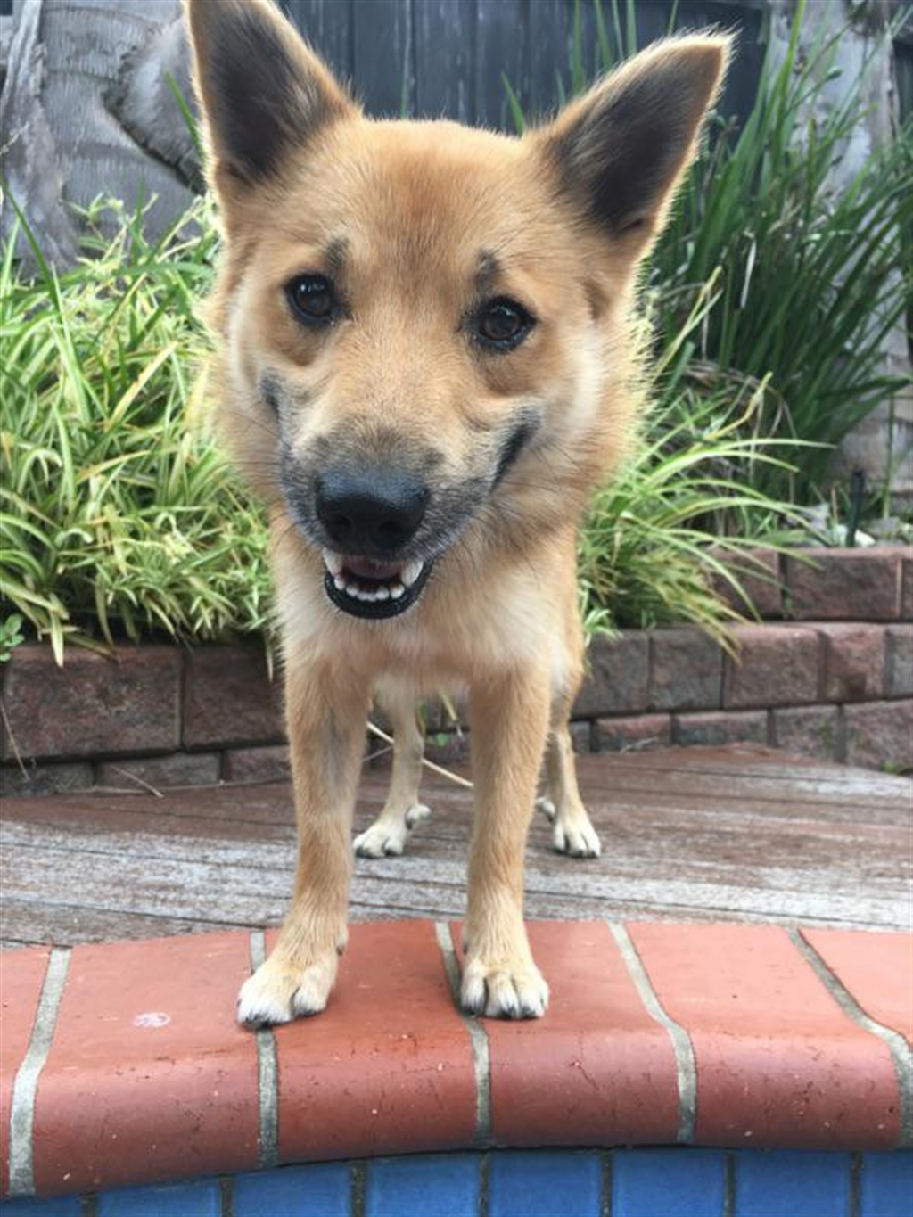 Fox - Small Male Mini Foxie Cross Mix Dog in VIC - PetRescue