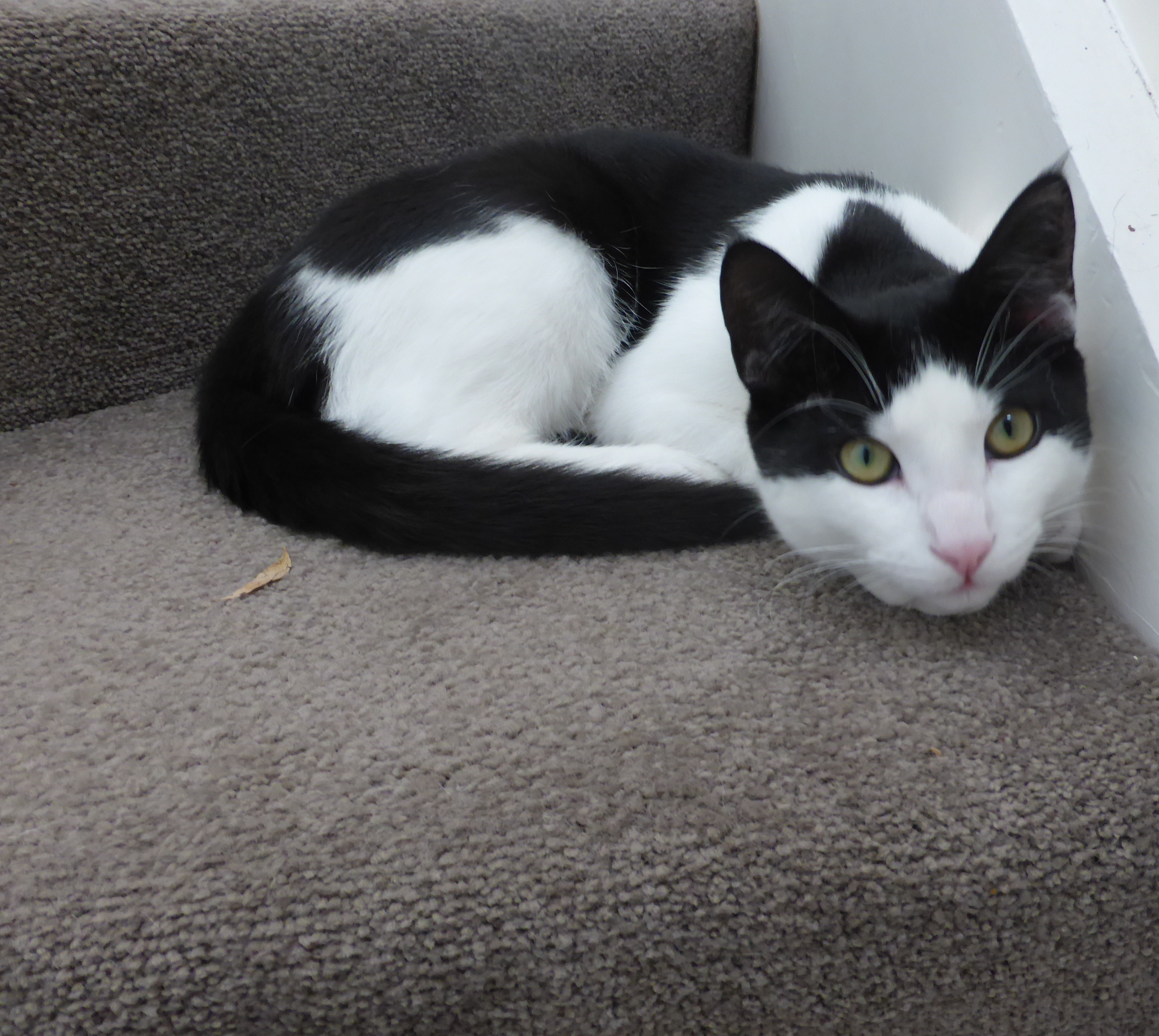 Albie - Male Moggie Cat in VIC - PetRescue