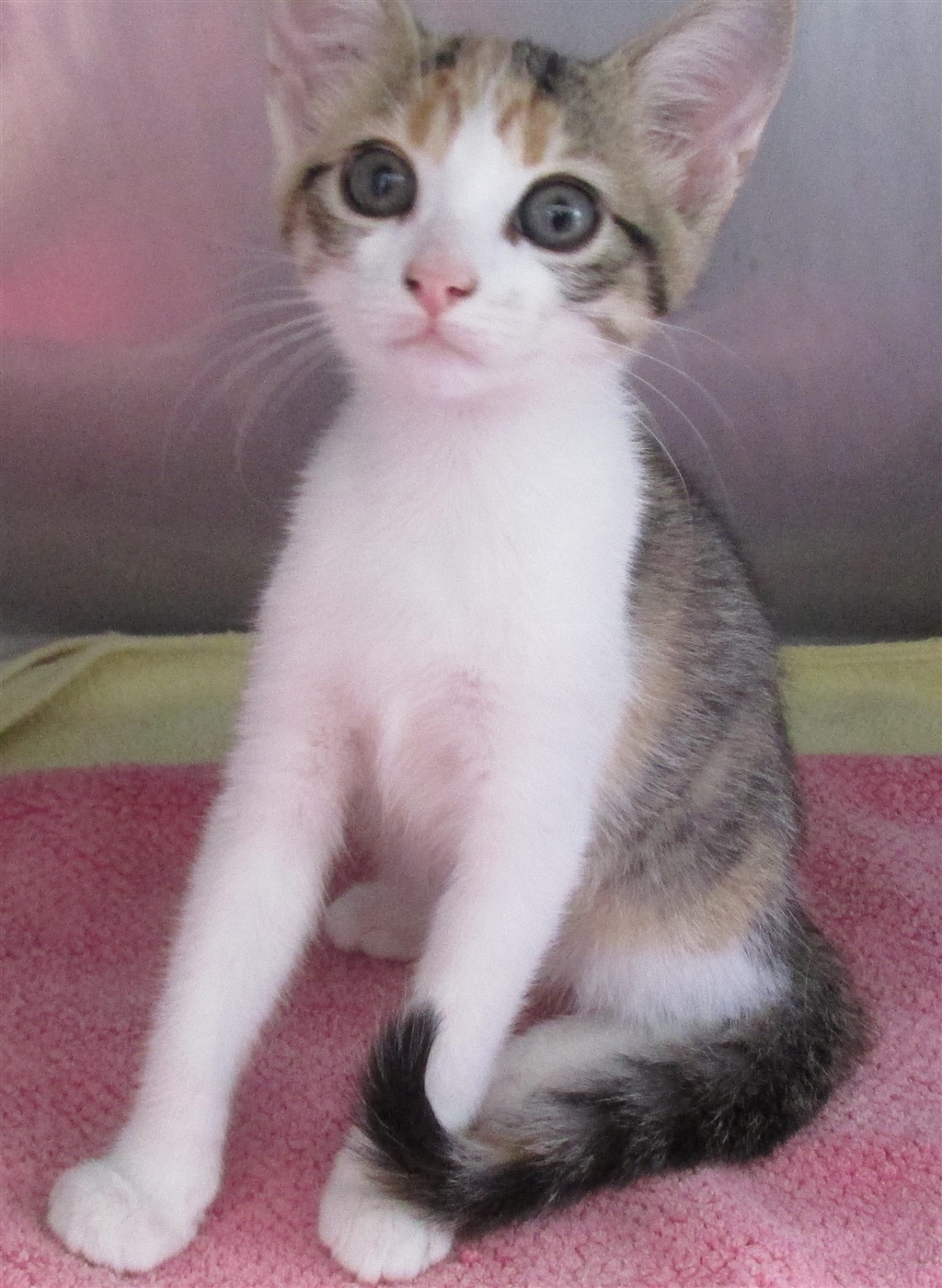 Calico - Female Domestic Short Hair Mix Cat in QLD - PetRescue