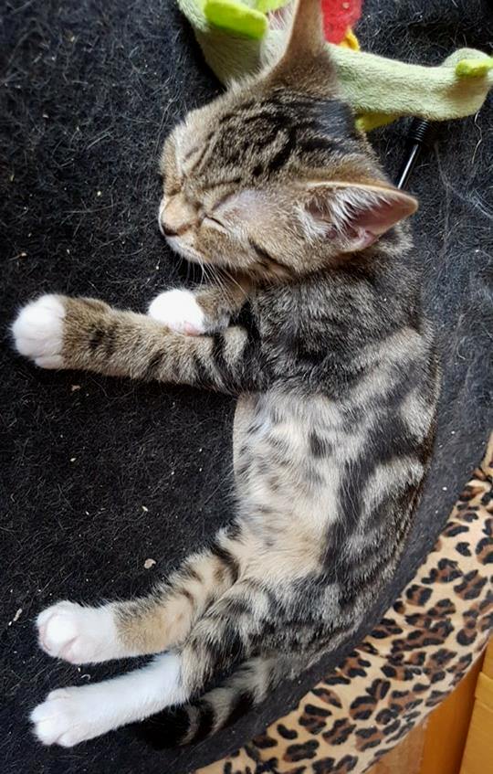 White Socks ** 2nd Chance Cat Rescue ** - Female Domestic Short Hair ...