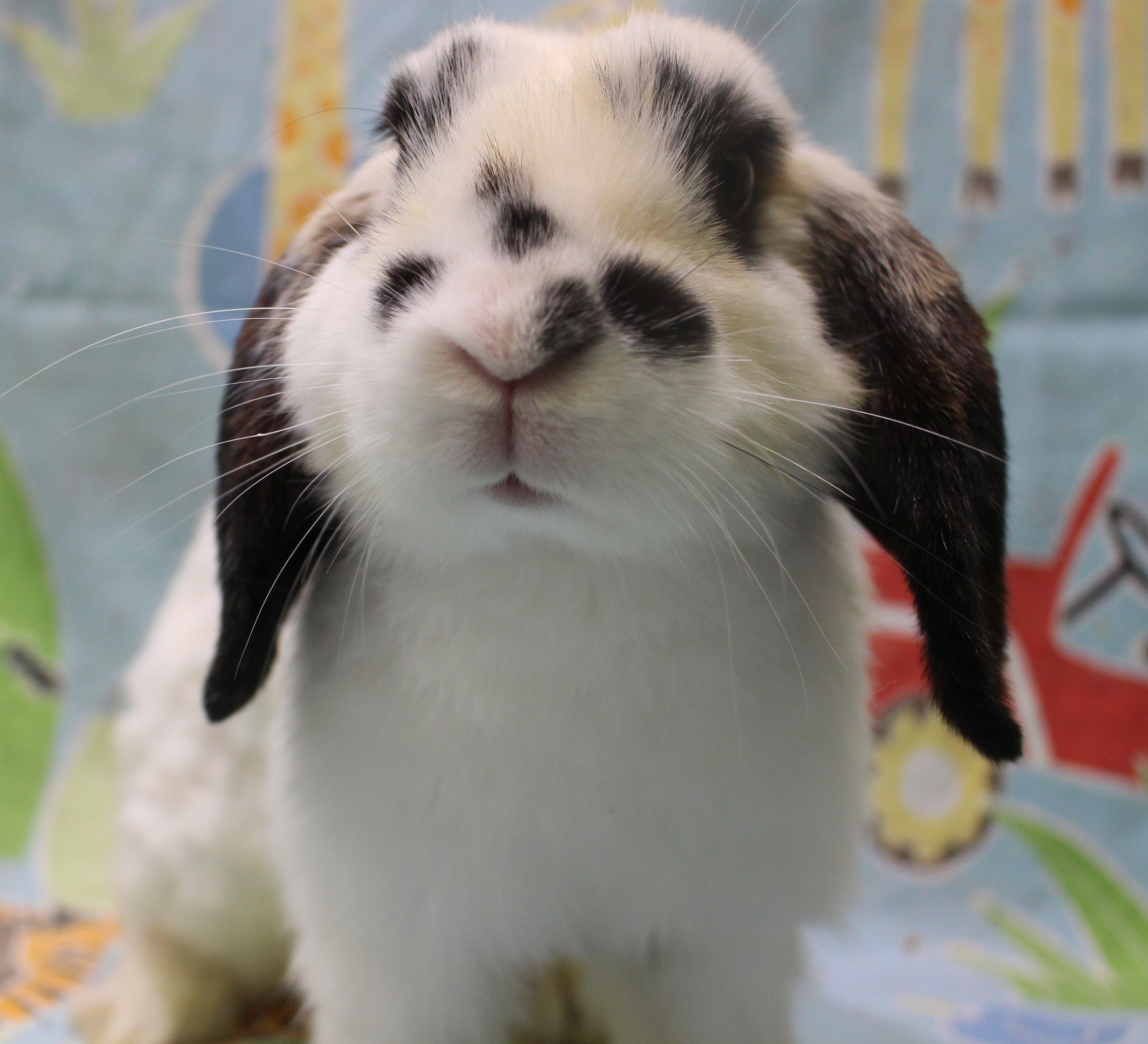 Echo (Vib) - Male Rabbit in VIC - PetRescue
