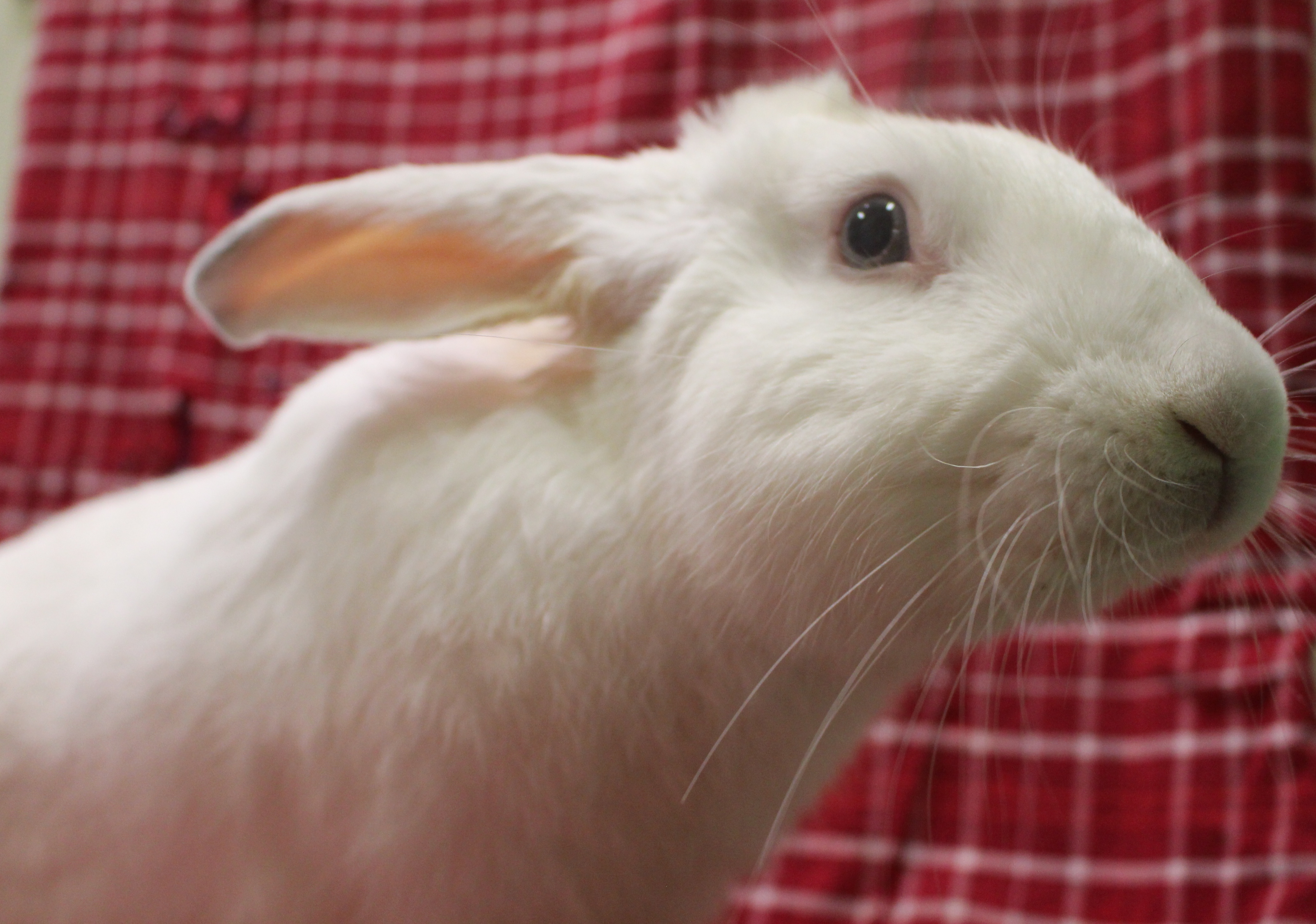 Teddy - Male Rabbit in VIC - PetRescue