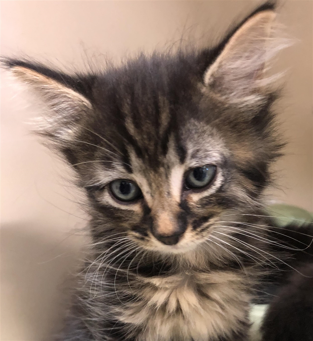 Tikka - Female Domestic Long Hair Mix Cat in QLD - PetRescue