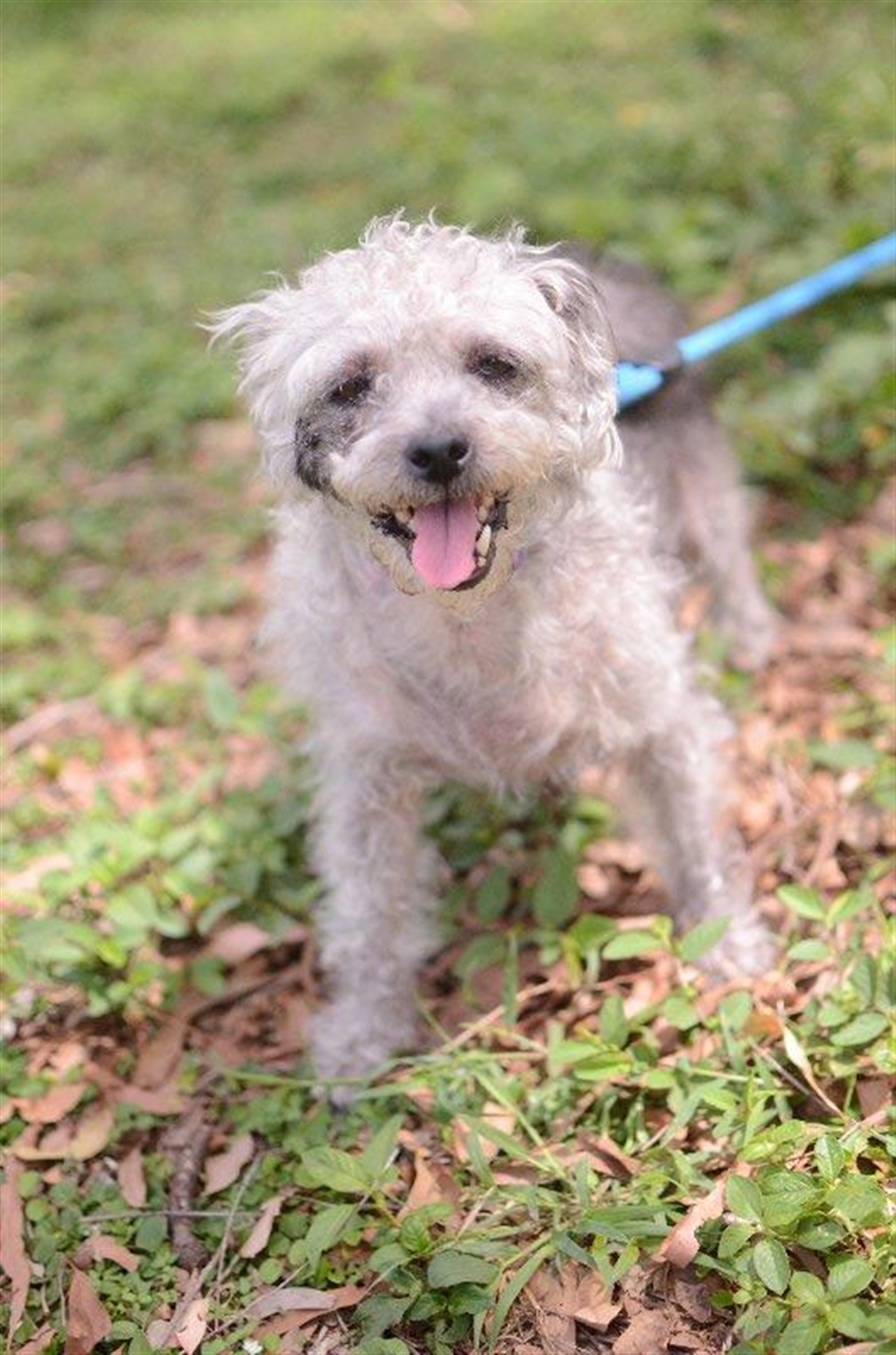 Muggles - Small Female Poodle Miniature Mix Dog in QLD - PetRescue