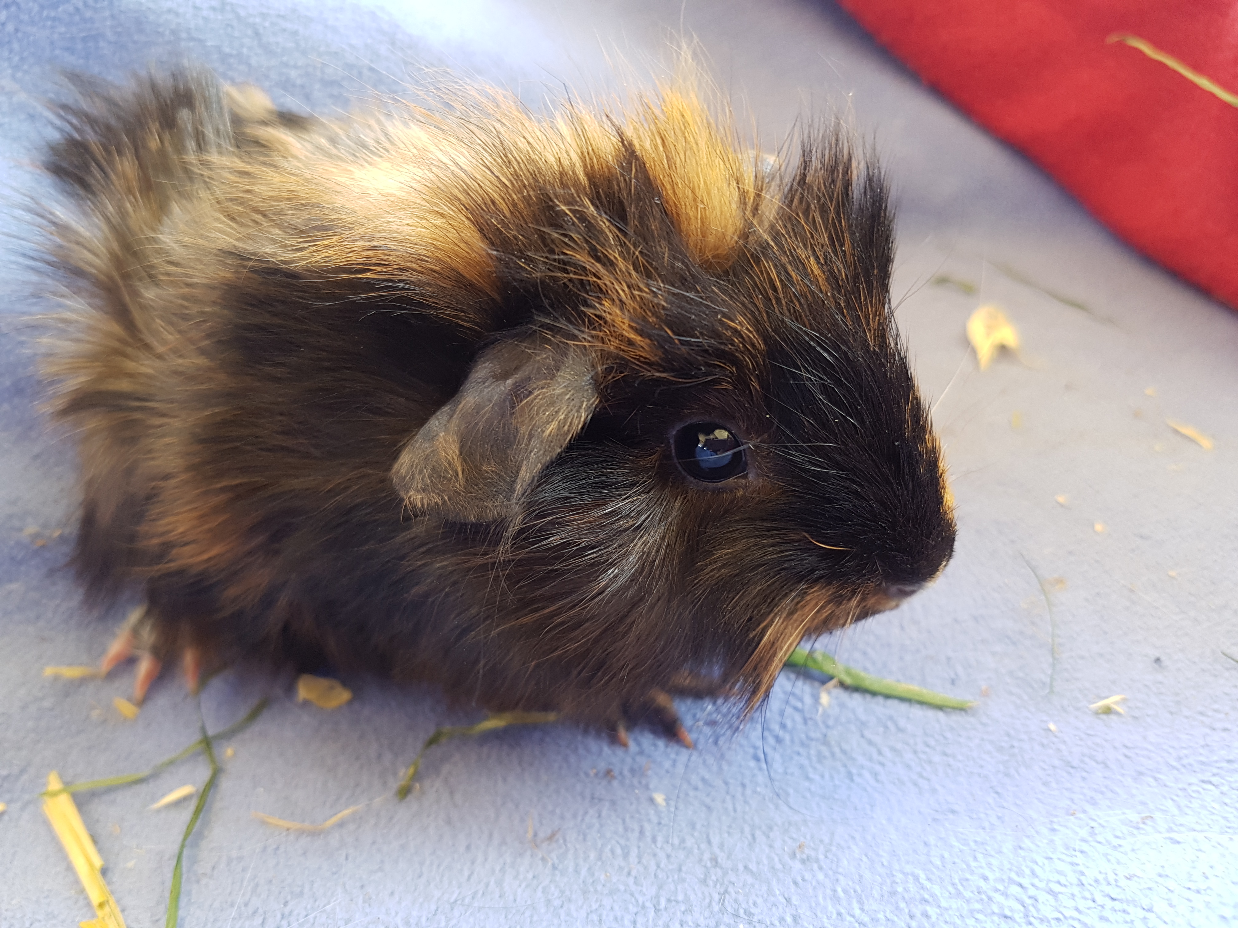 Spike - Male Short-hair Abyssinian Guinea Pig in NSW - PetRescue