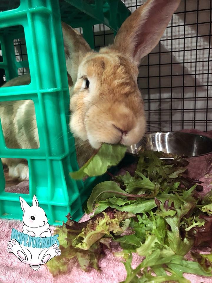 Bastian - Male Flemish Giant Mix Rabbit in VIC - PetRescue