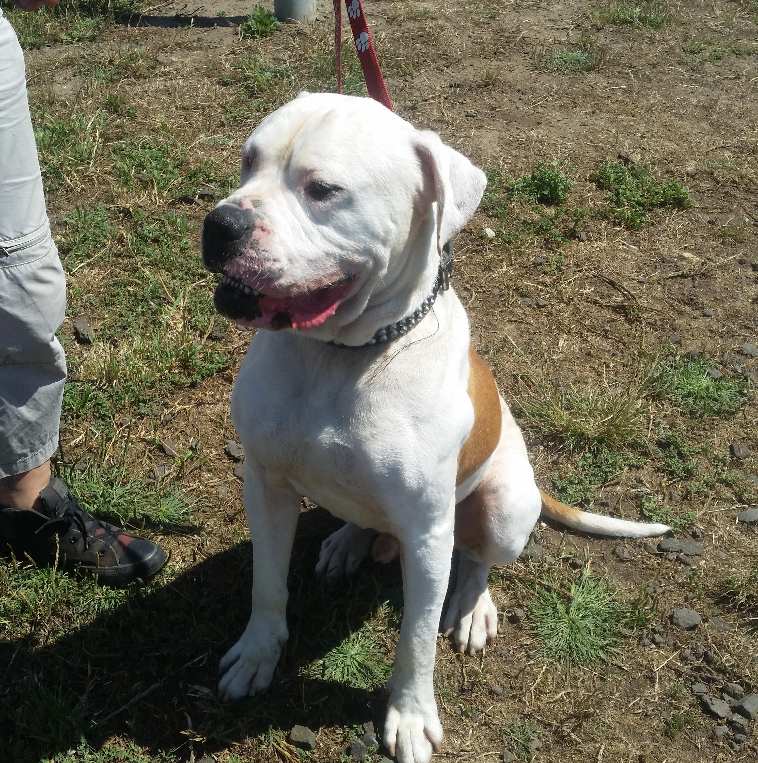 Boston ID:39120 - Large Male American Bulldog Dog in VIC - PetRescue