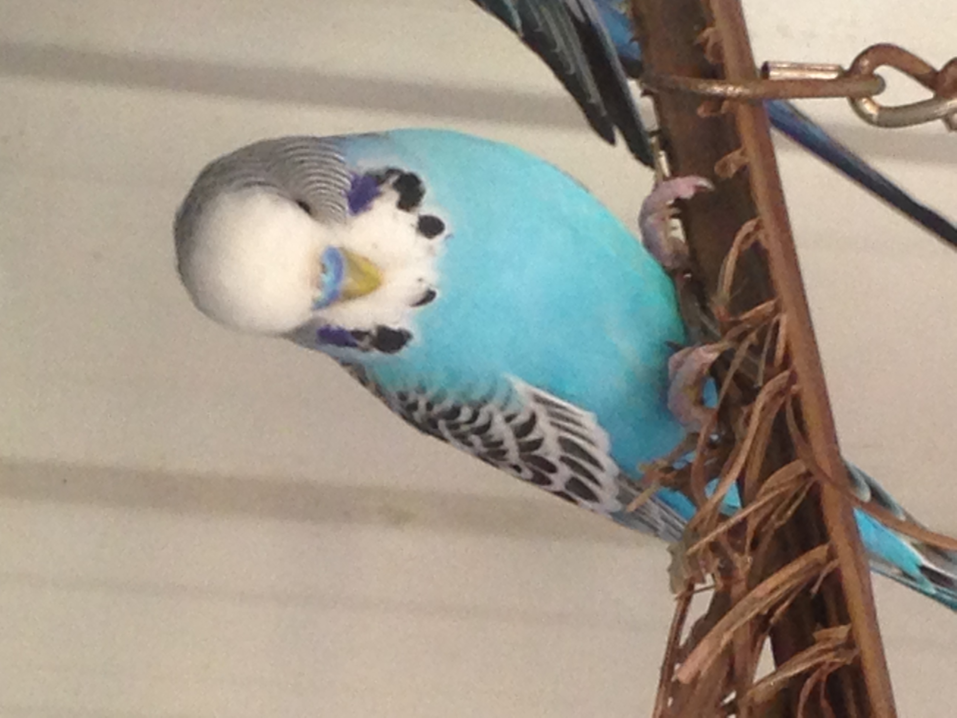 Bluey & Gary - Male Bird in NSW - PetRescue