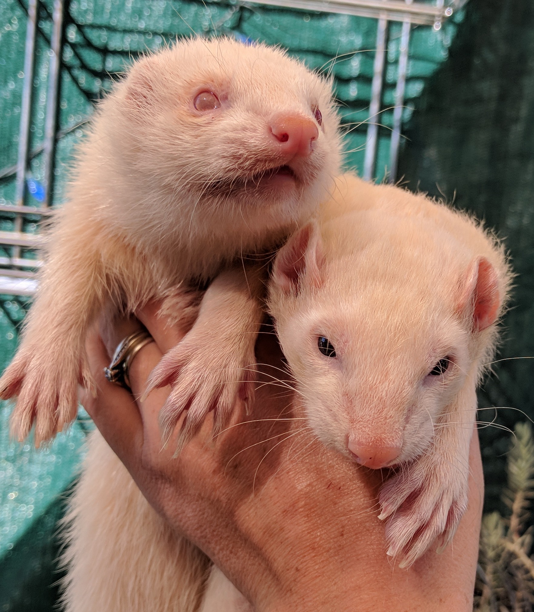 Eve and Holly - Female Ferret in VIC - PetRescue