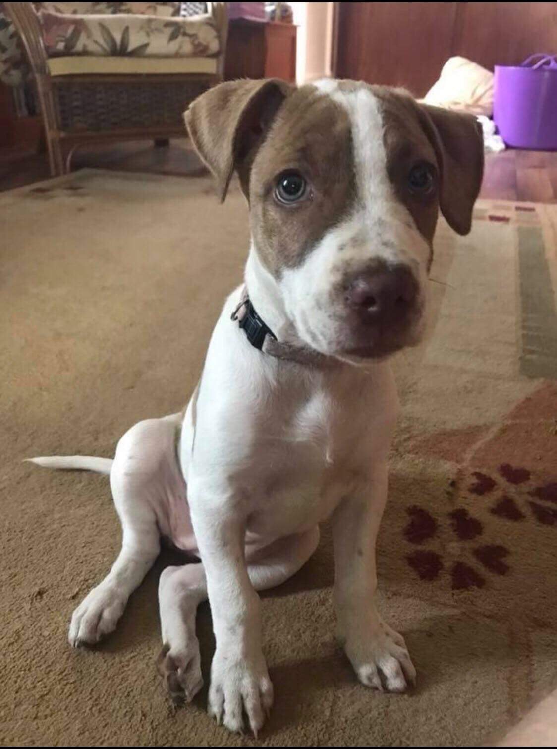 Sweet as Honey 😍 - Large Female Bull Arab x Staffy Mix Dog in NSW ...