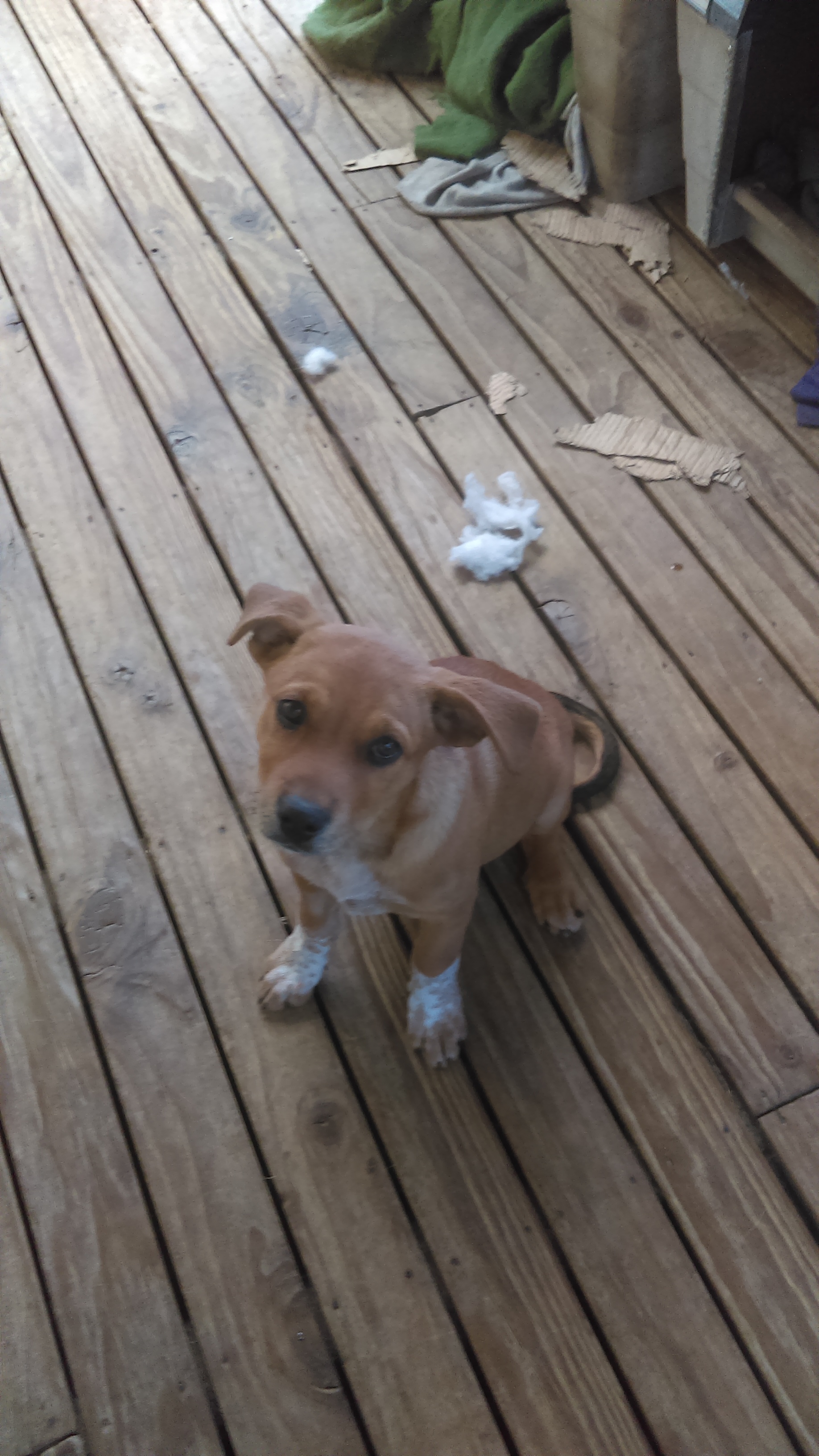 Delta - Medium Female Mastiff x Red Heeler x Rhodesian Ridgeback Dog in ...