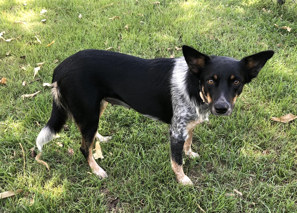 Sasha - Medium Female Australian Cattle Dog x Border Collie Mix Dog in ...