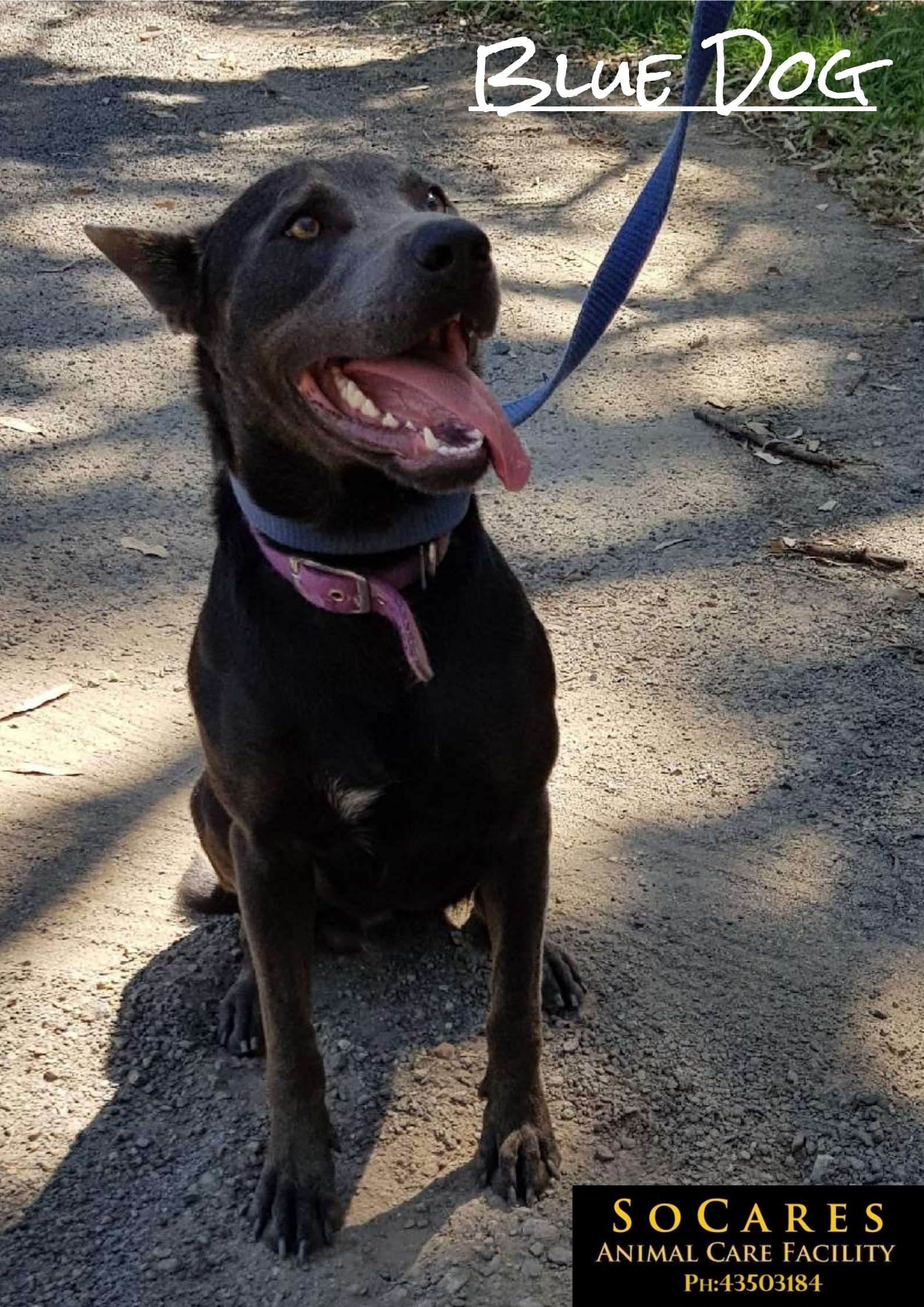 Blue Dog - Medium Male Kelpie Dog in NSW - PetRescue