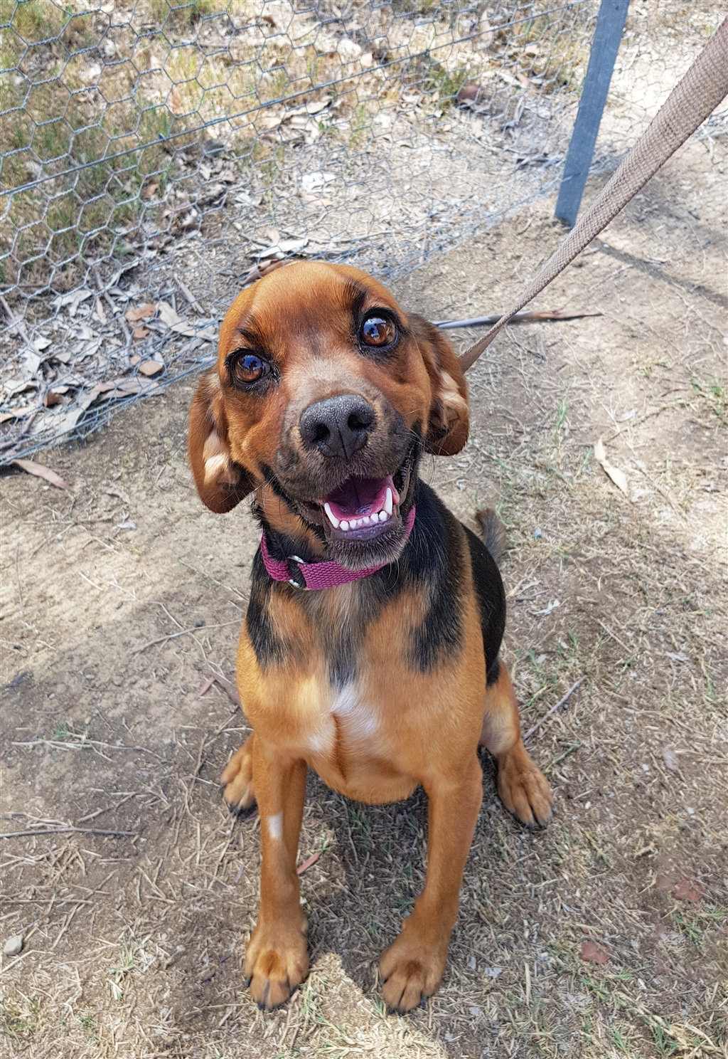 Bloo - Small Male Pug x Cocker Spaniel Mix Dog in NSW - PetRescue