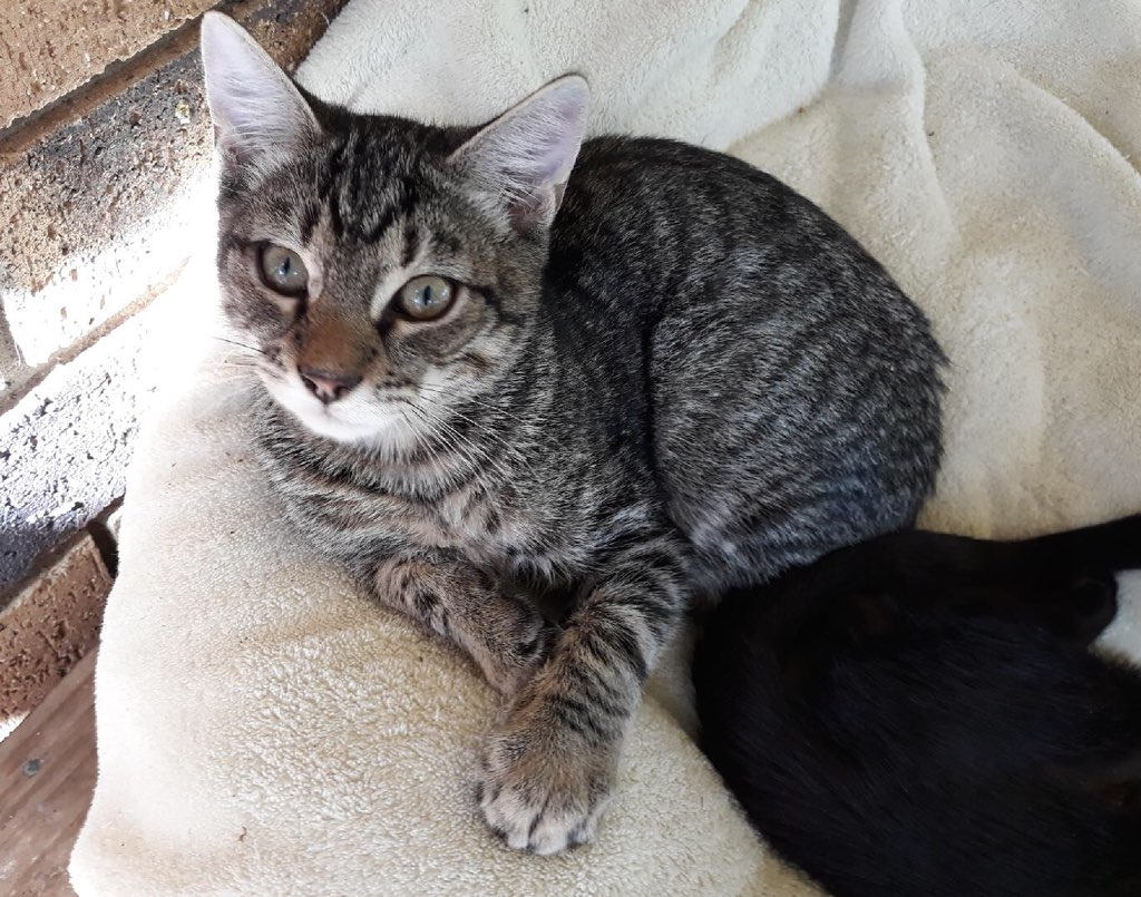 Dougie - Male Domestic Short Hair Cat in VIC - PetRescue