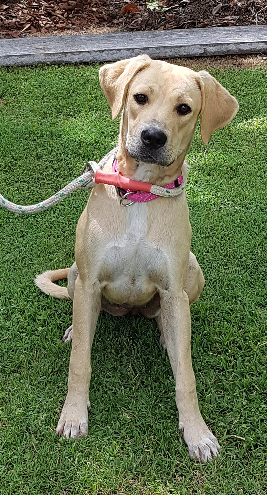 Princess Peach - Large Female Labrador Retriever x English ...