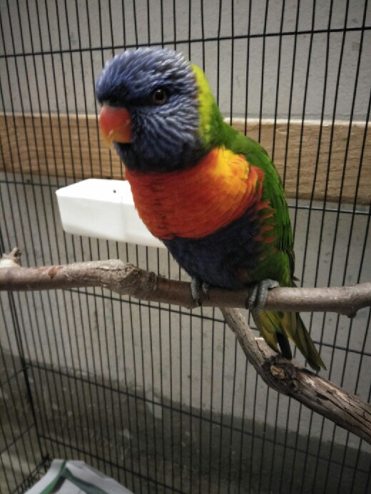 Paco - Male Bird (Wildlife) in NSW - PetRescue
