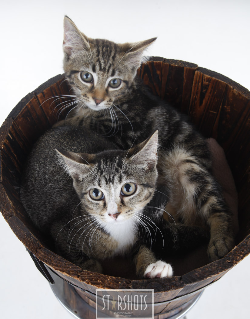 Gretel - Female Domestic Short Hair Cat in NSW - PetRescue