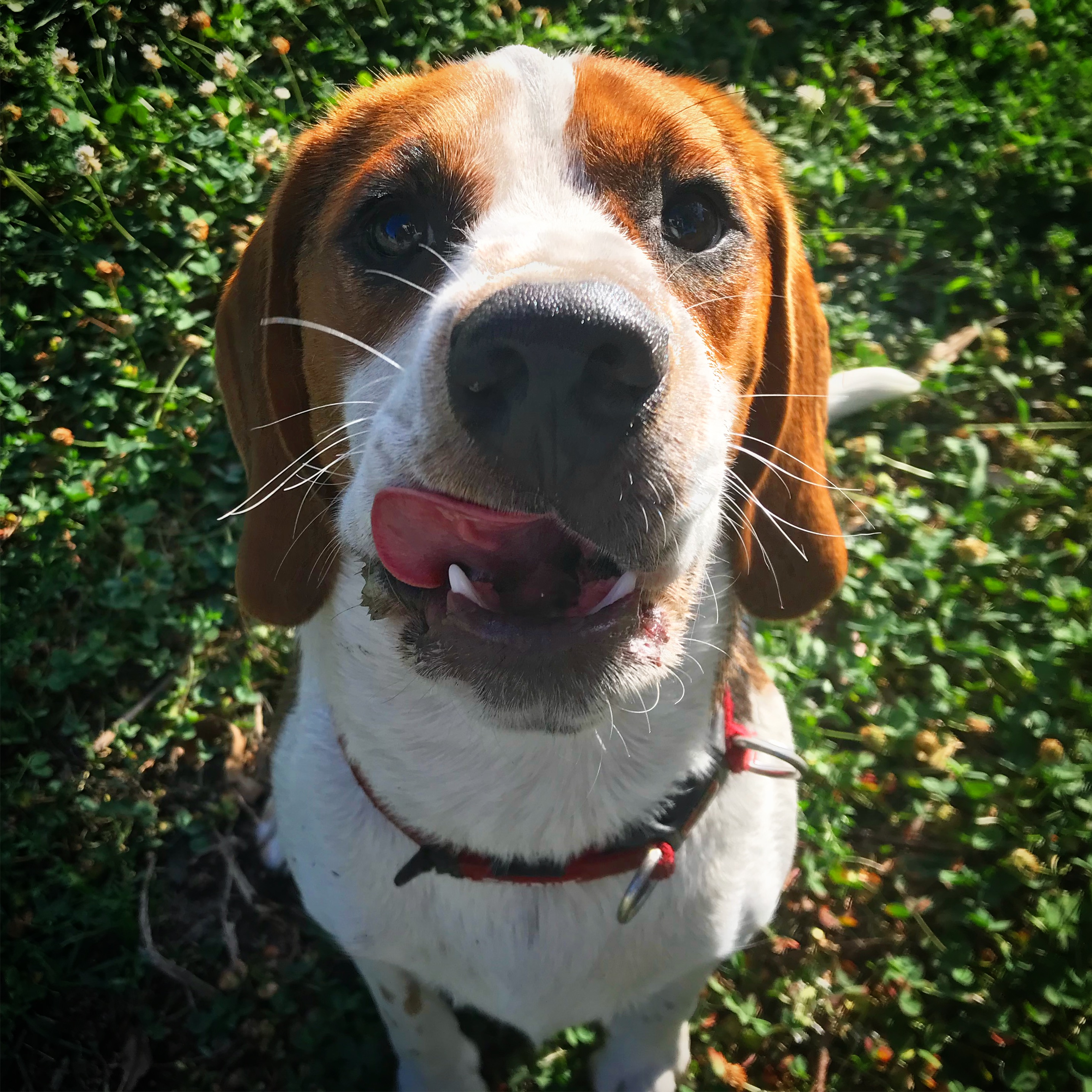 Bailey - Medium Male Beagle Dog in VIC - PetRescue