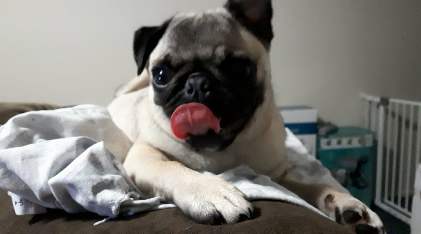 Gremlin - Small Male Pug Dog in QLD - PetRescue
