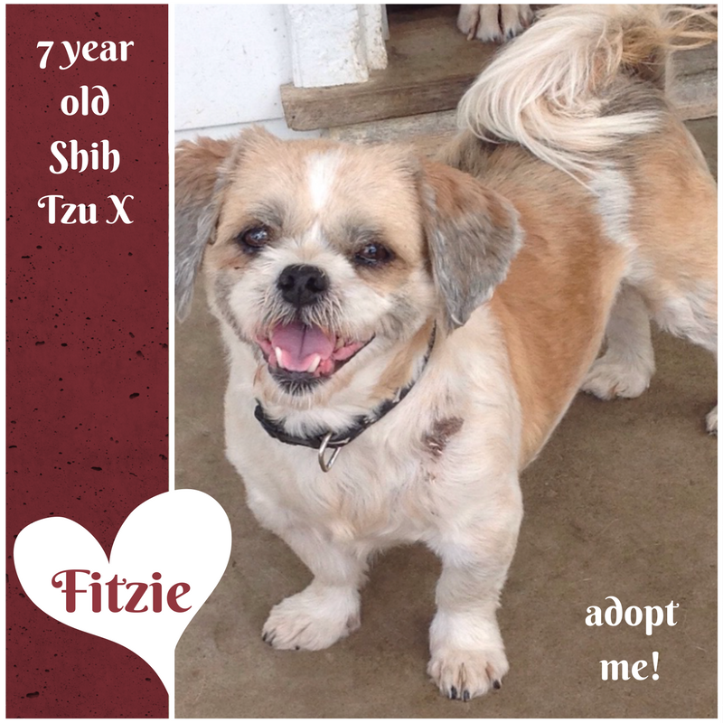 Fitzie ~ Shih Tzu X (on trial 6/3/2018) - Small Male Shih Tzu Mix Dog ...