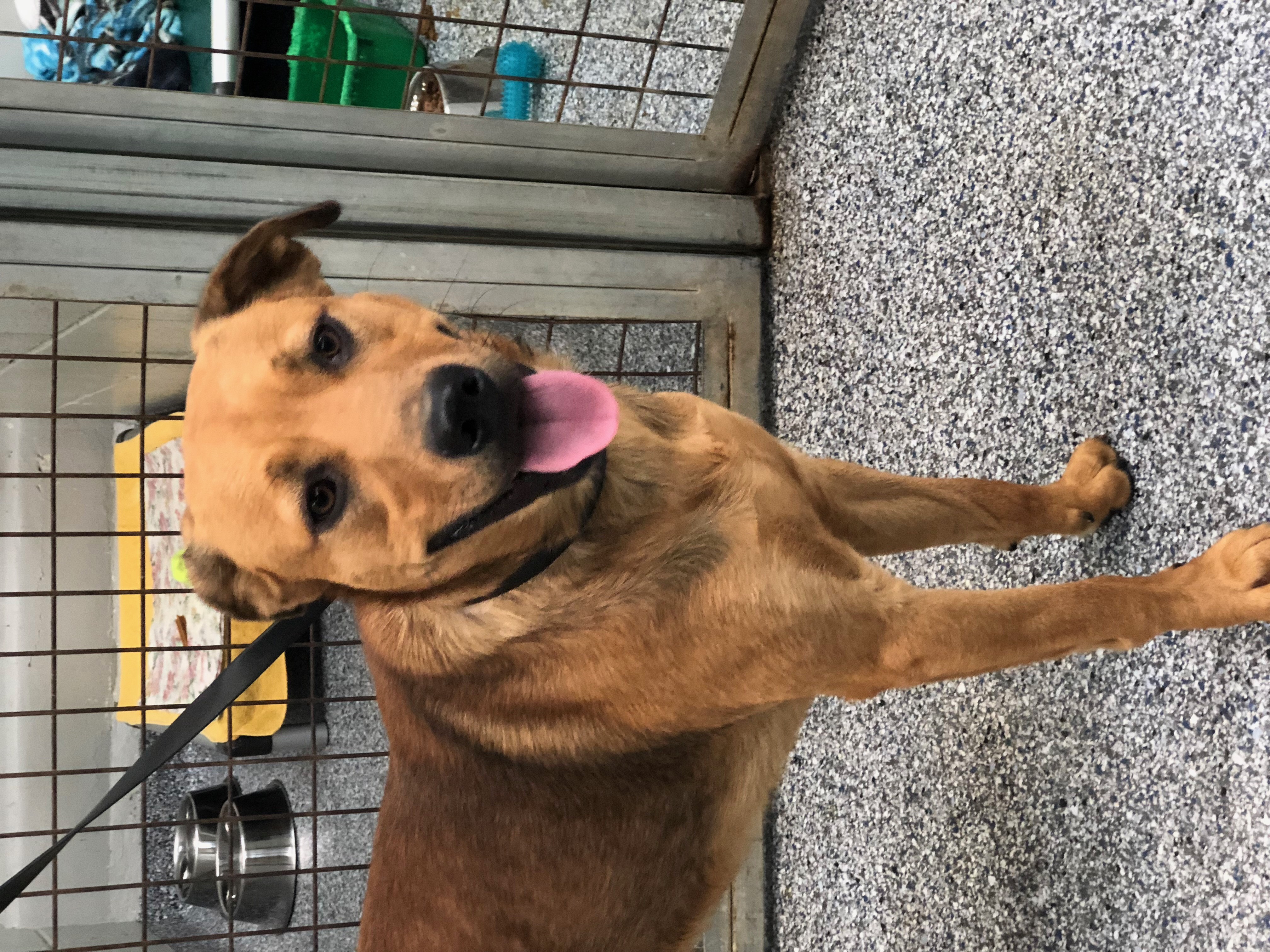 Gary - Large Male Rhodesian Ridgeback Mix Dog in VIC - PetRescue