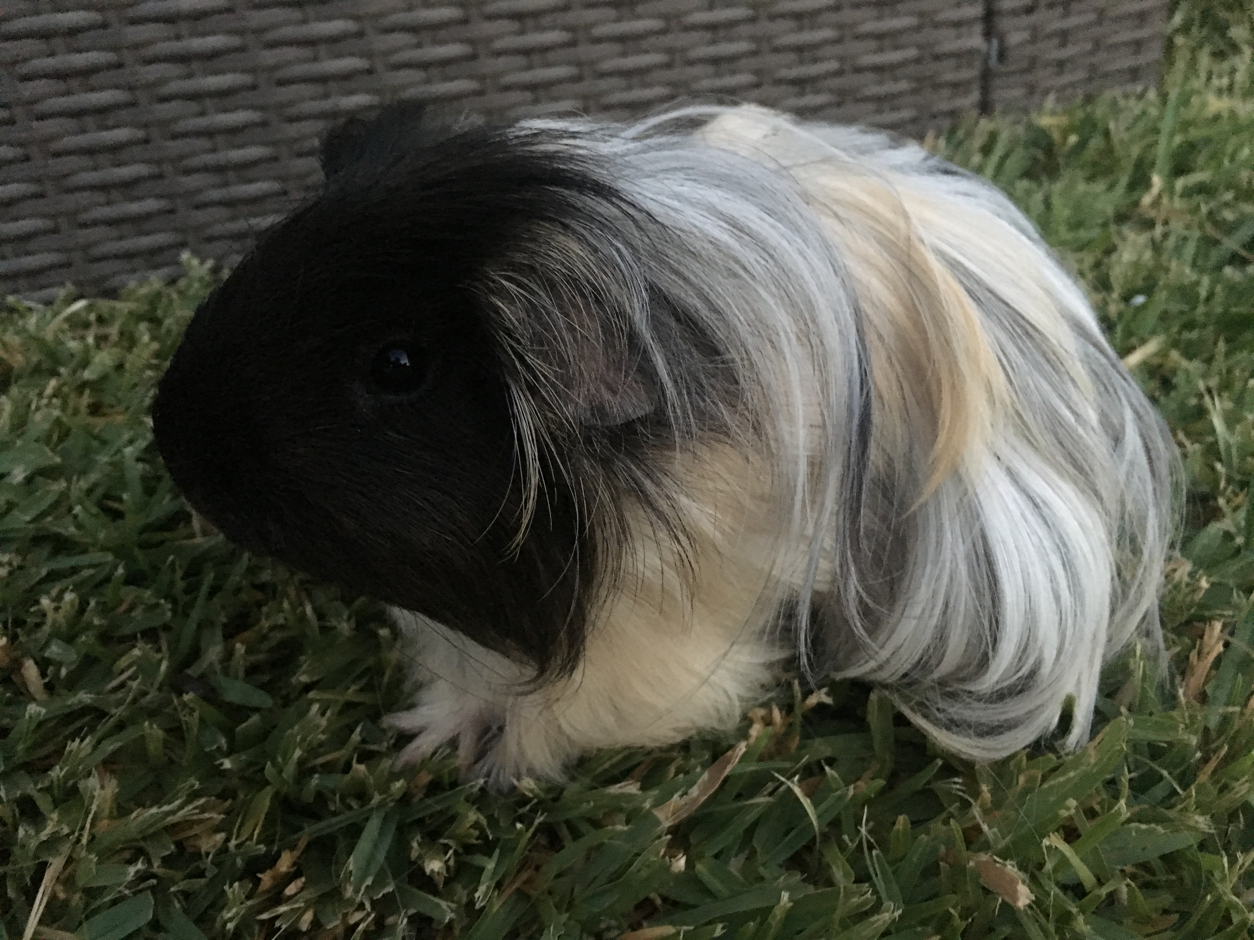 Coco - Male Long-hair Sheltie Mix Guinea Pig in NSW - PetRescue