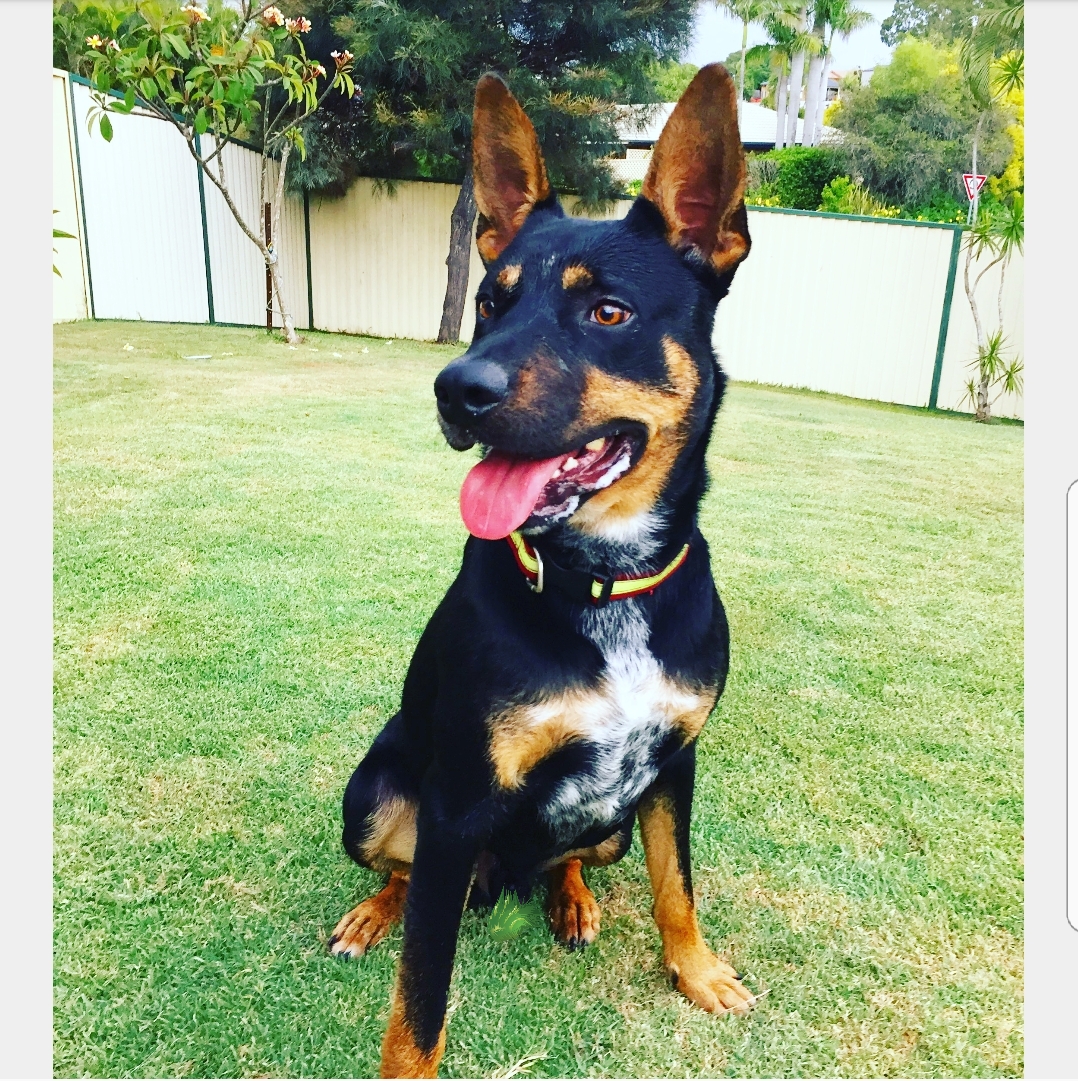 Turbo - Medium Male German Shepherd x Kelpie Dog in QLD - PetRescue