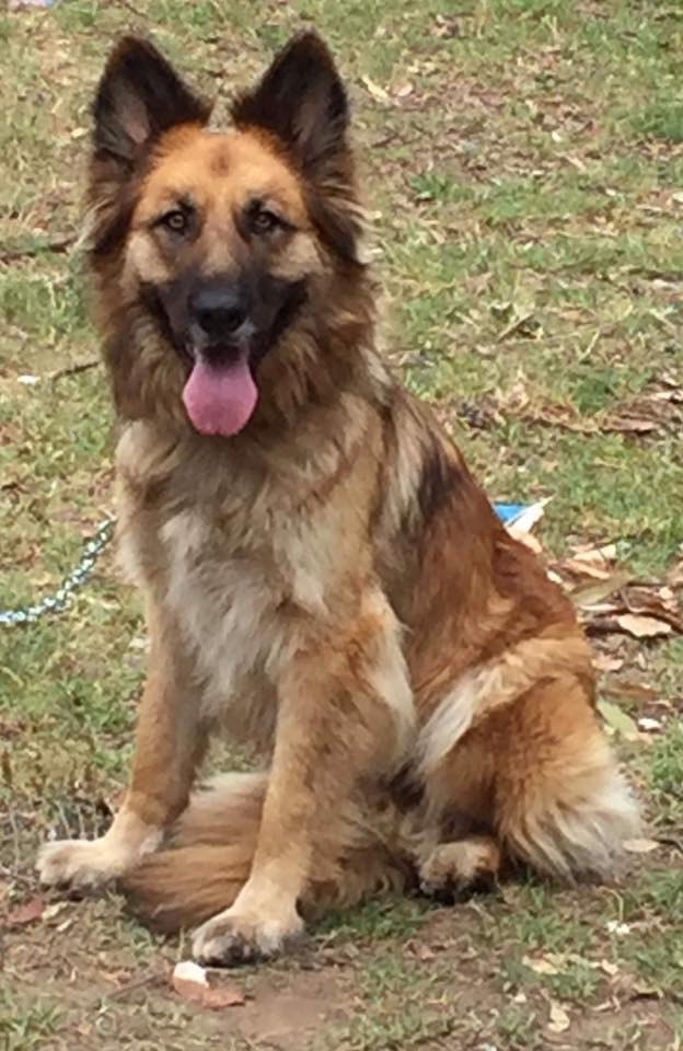 Bolt - Medium Male German Shepherd Dog in QLD - PetRescue