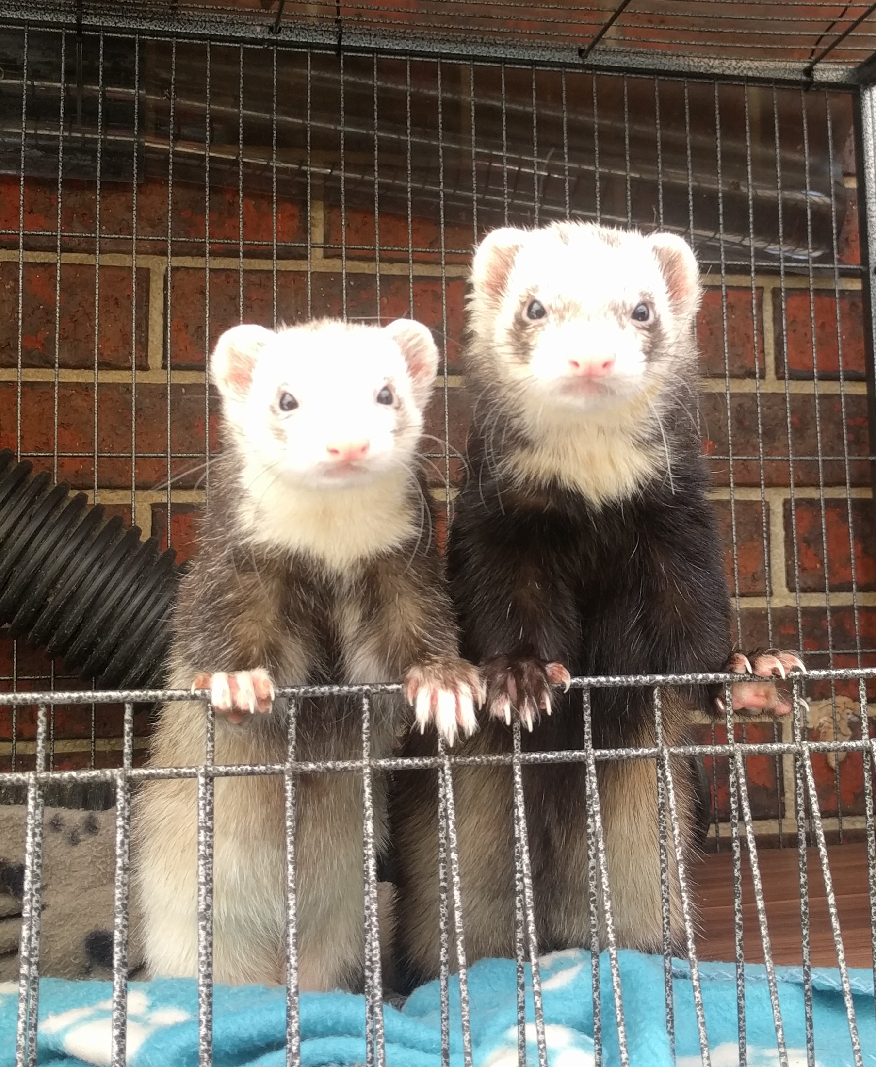 Harlequin and Marley - Female Ferret in VIC - PetRescue