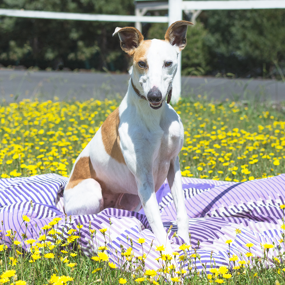 Buster (70201) - Large Male Whippet Dog in VIC - PetRescue