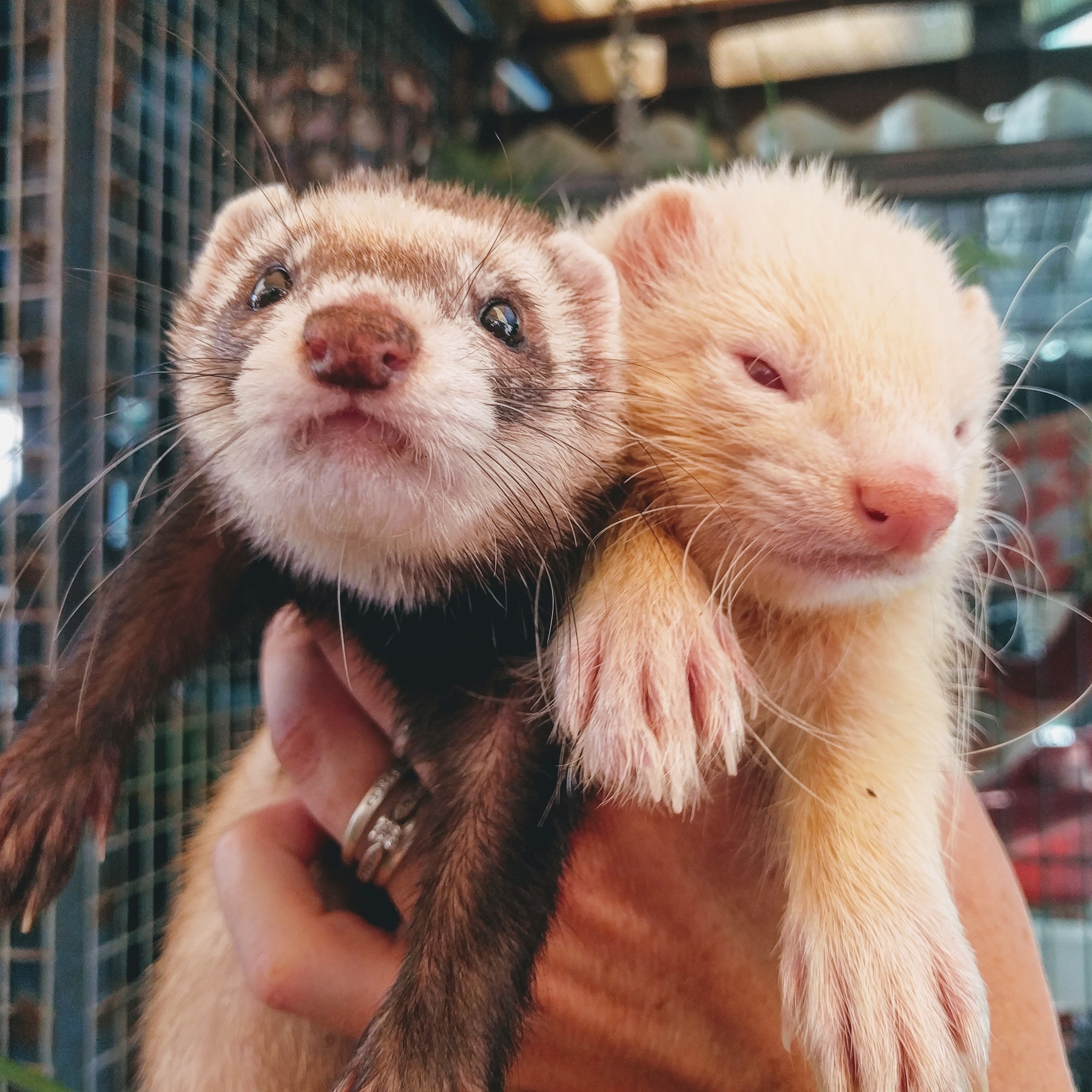 Ferris & Nicole - Male Ferret in VIC - PetRescue