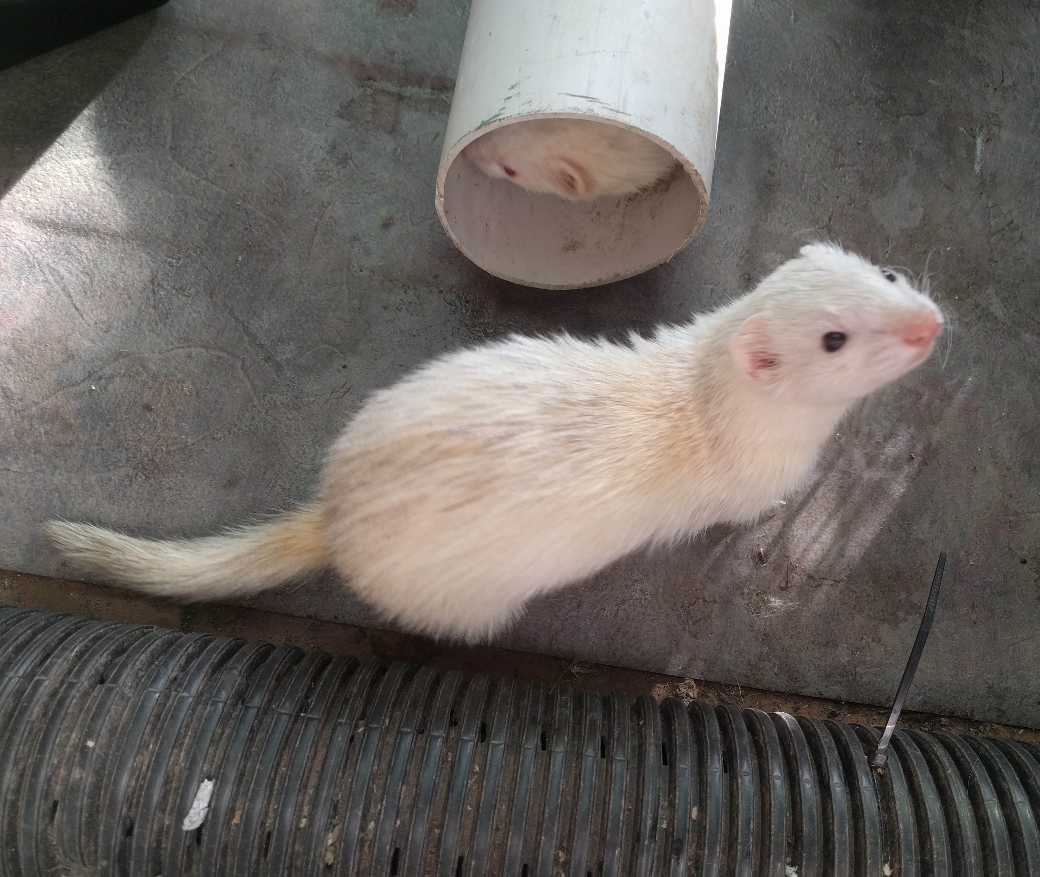 Rosie - Female Ferret in VIC - PetRescue