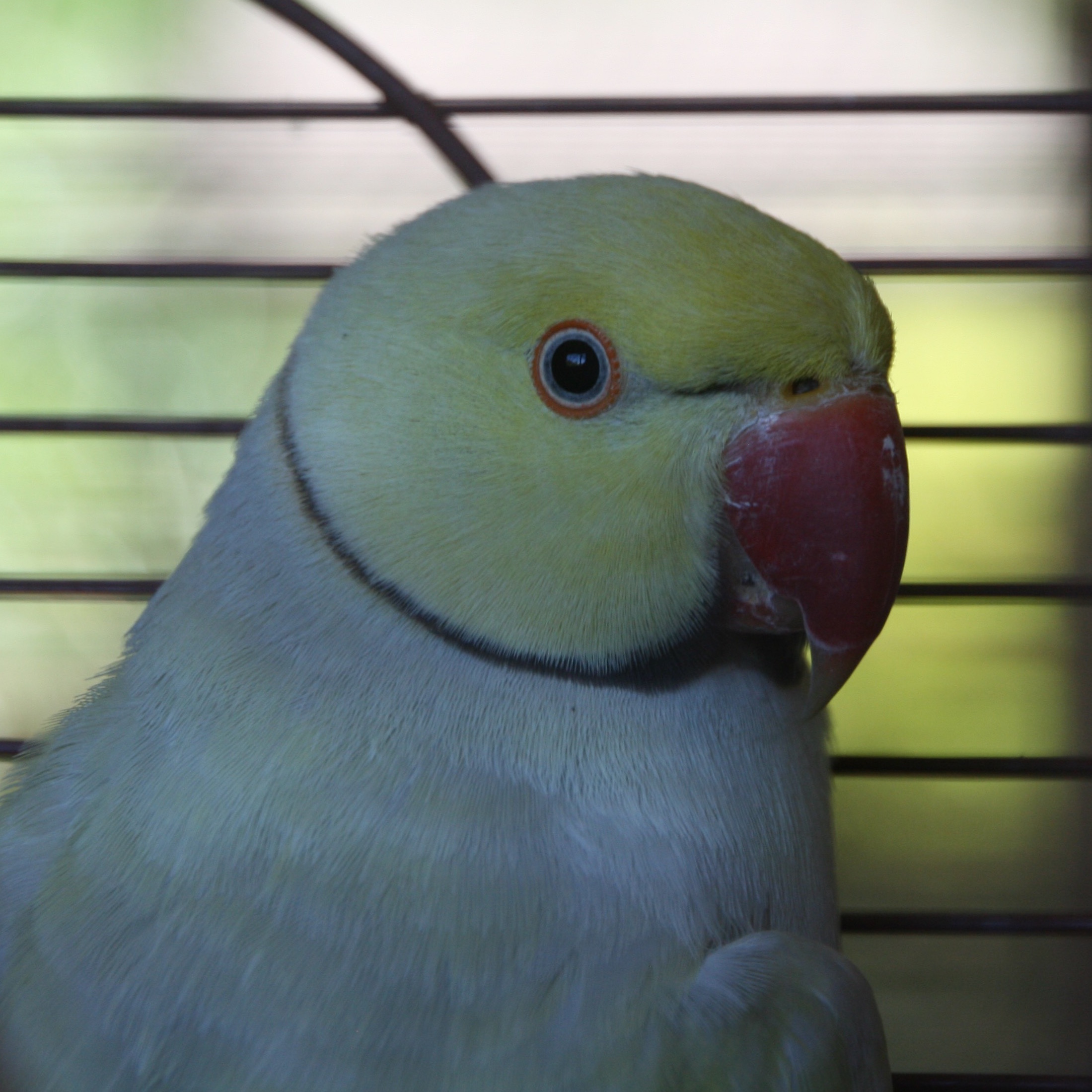 Felix - Male Bird in NSW - PetRescue
