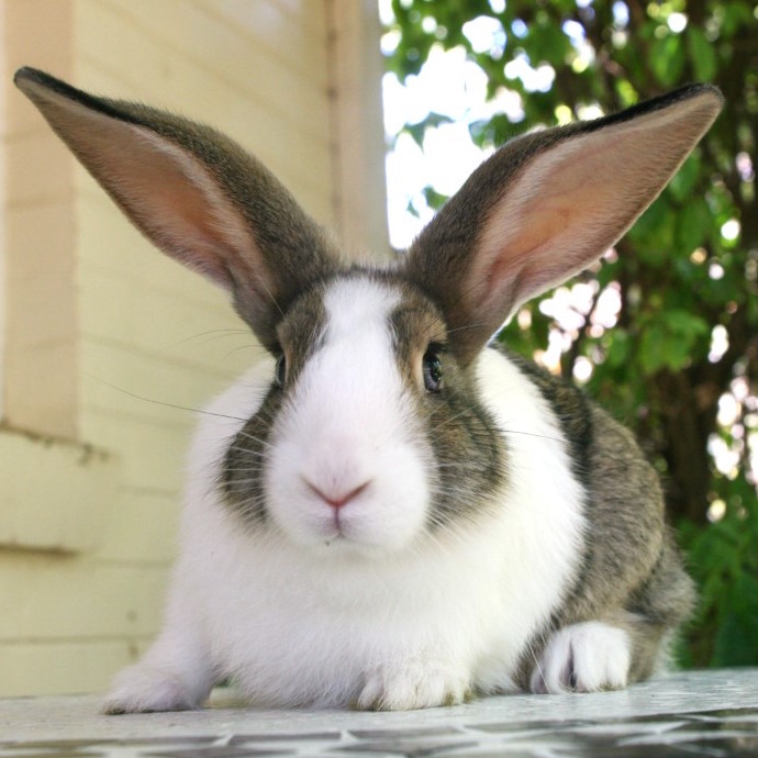 Sabrina - Female Rabbit in NSW - PetRescue