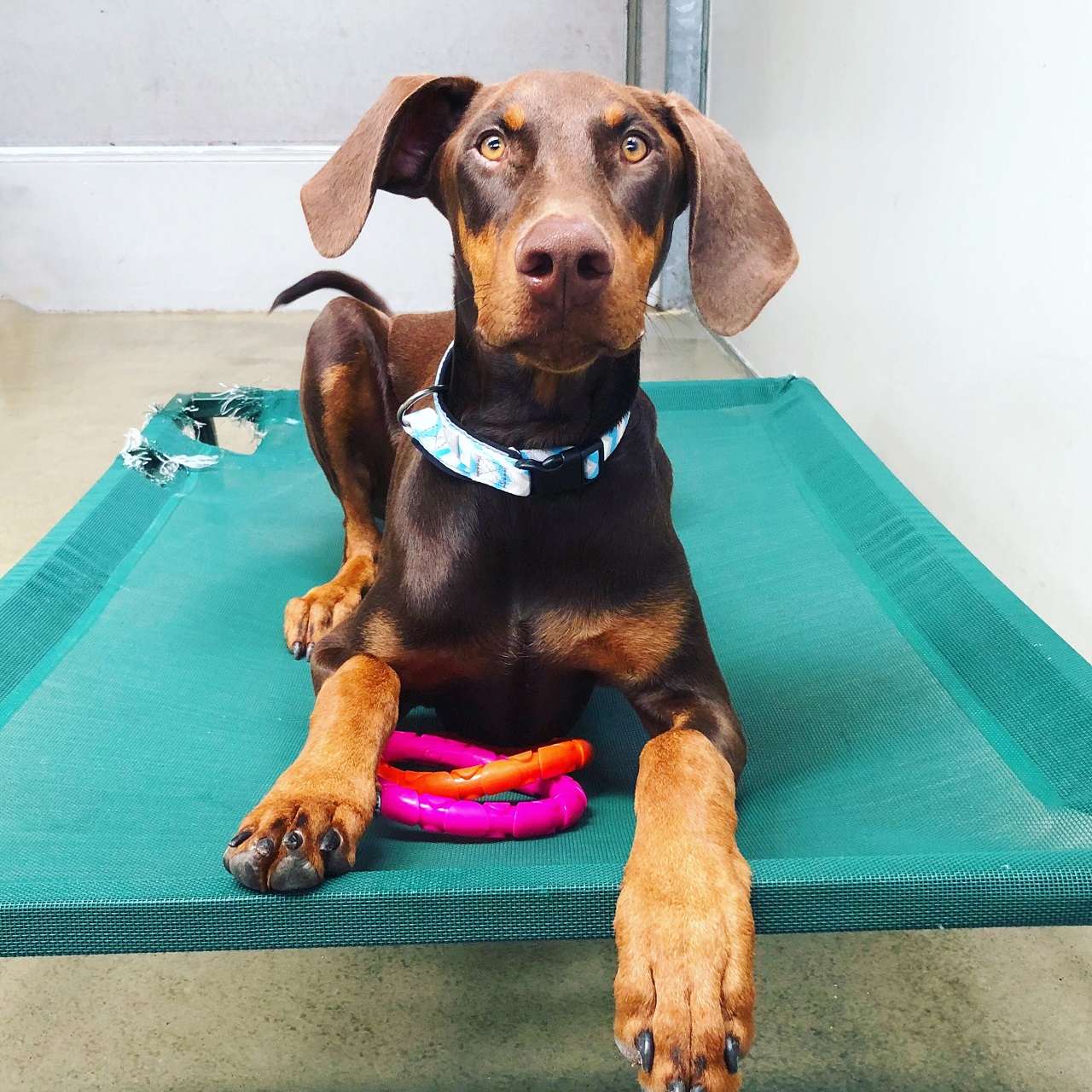 Parker - Large Male Doberman Dog in VIC - PetRescue