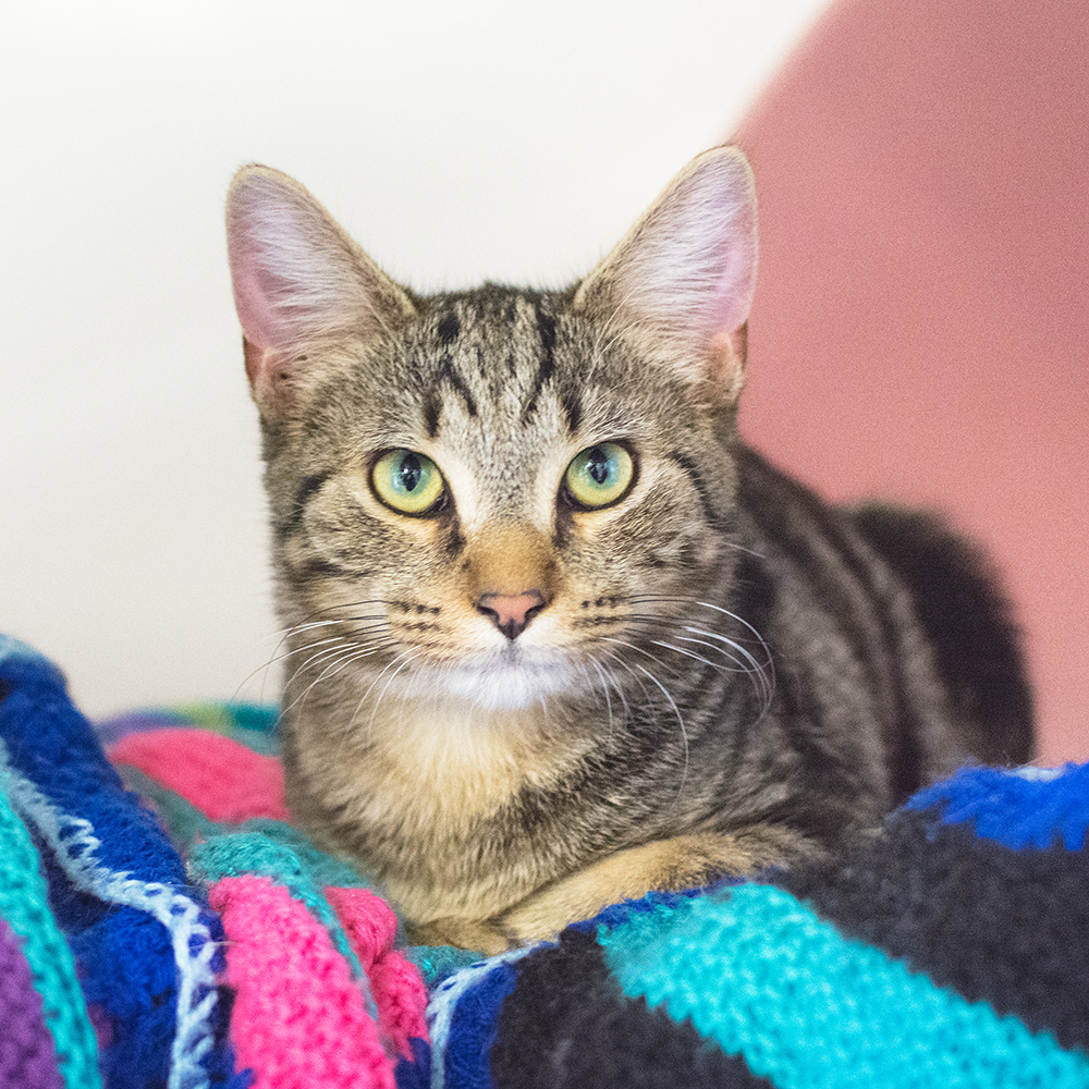 Koby (82700) - Male Domestic Short Hair Cat in VIC - PetRescue