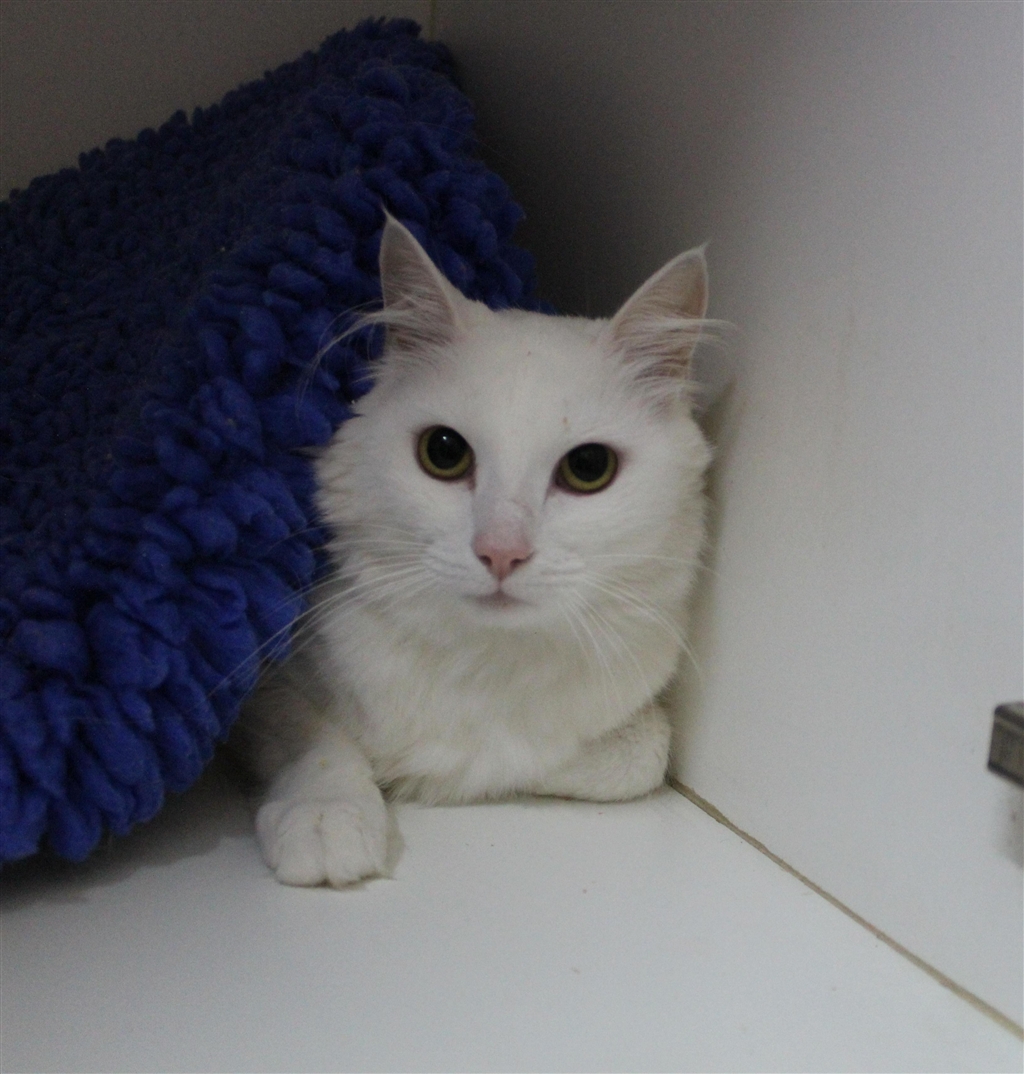 Moritz - Male Dmh Mix Cat in WA - PetRescue