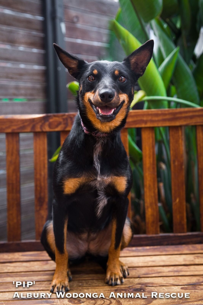 Pip - Medium Female Kelpie Dog in NSW - PetRescue