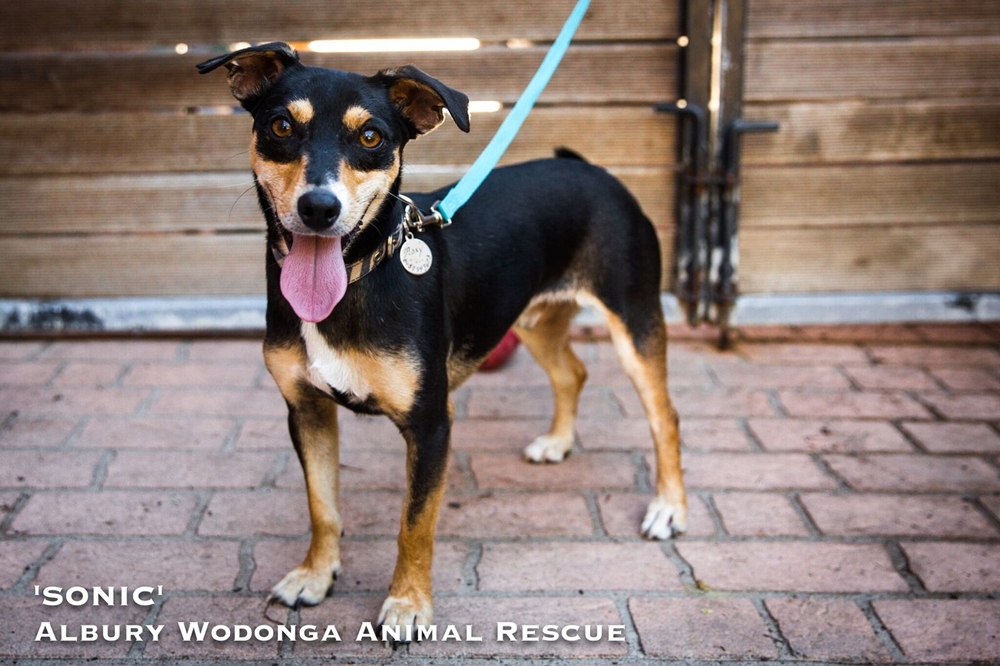 Sonic - Medium Male Kelpie x Miniature Fox Terrier Dog in NSW - PetRescue