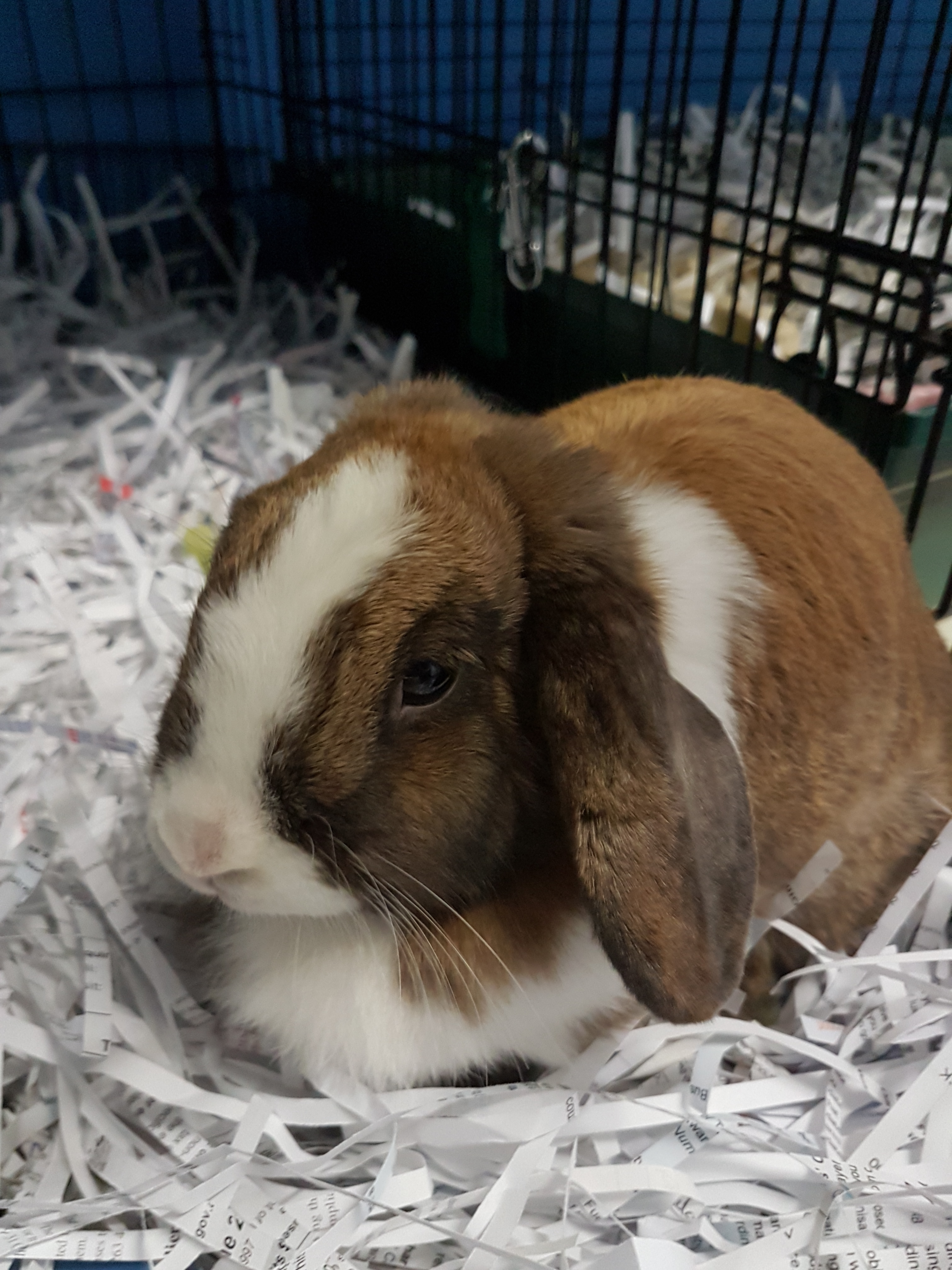Poppy - Female Dwarf x Dwarf Lop Rabbit in VIC - PetRescue