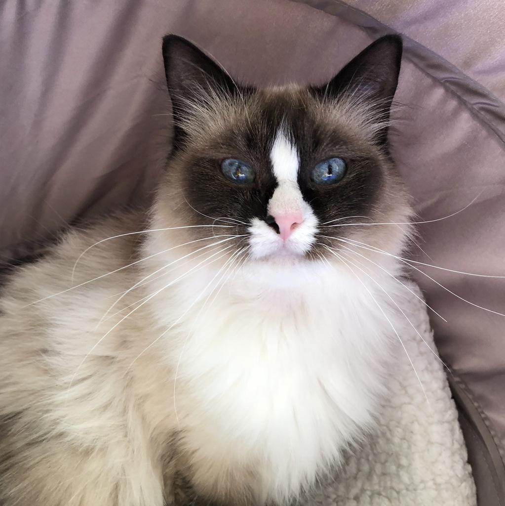 Pearl - Female Ragdoll Cat in VIC - PetRescue