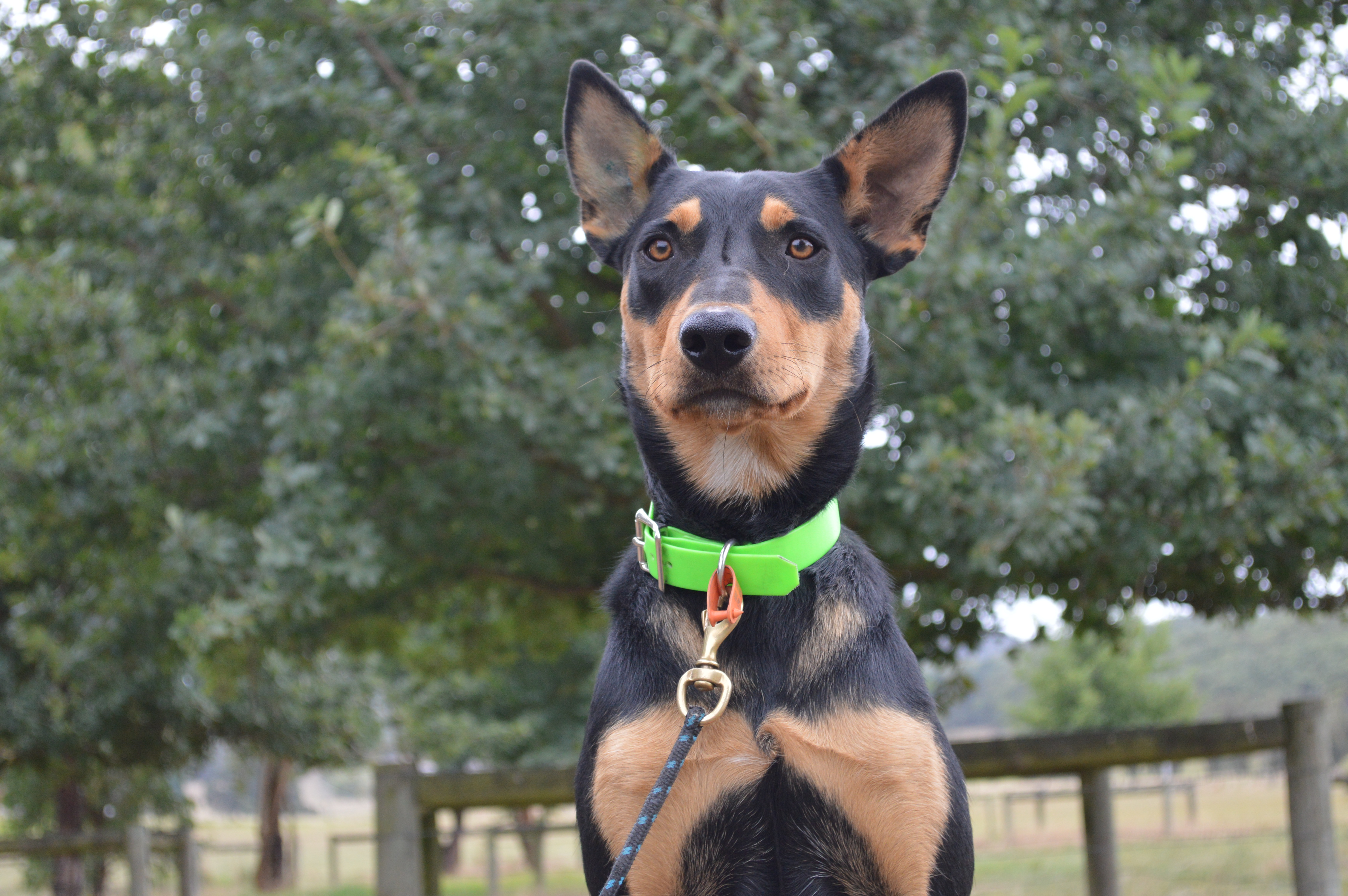 Eddie - Medium Male Kelpie Dog in VIC - PetRescue