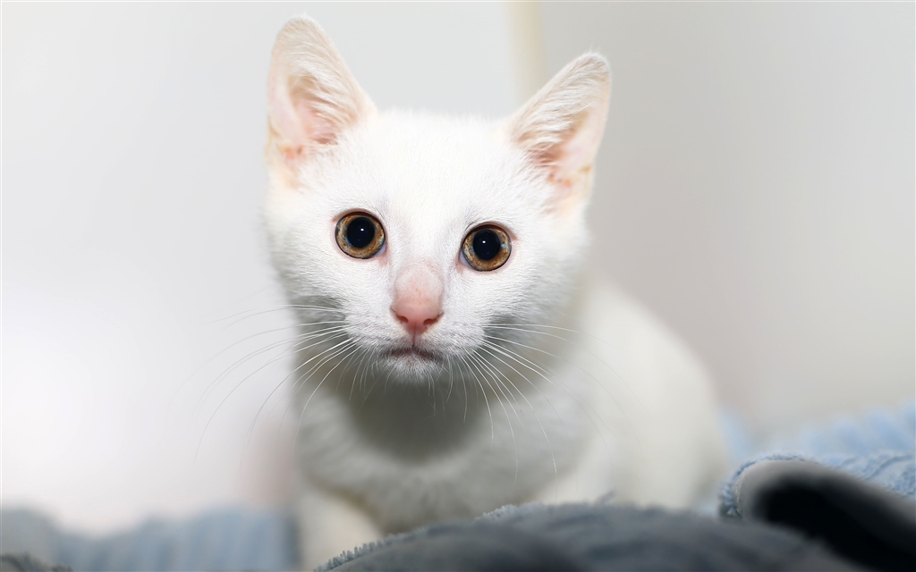 Splinter - Male Domestic Short Hair Mix Cat in VIC - PetRescue